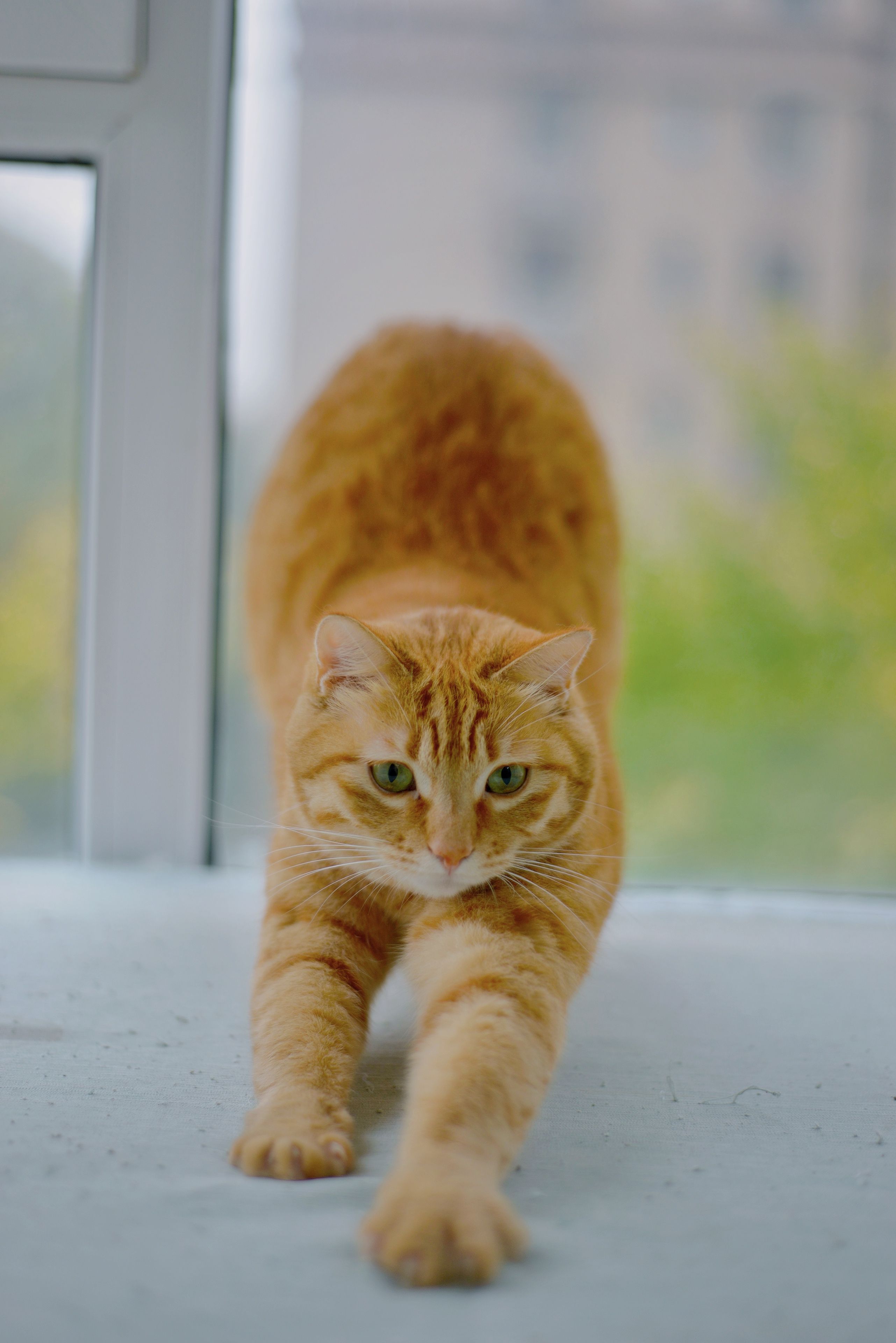 Orange Cat Photos, Download The BEST Free Orange Cat Stock Photos & HD ...