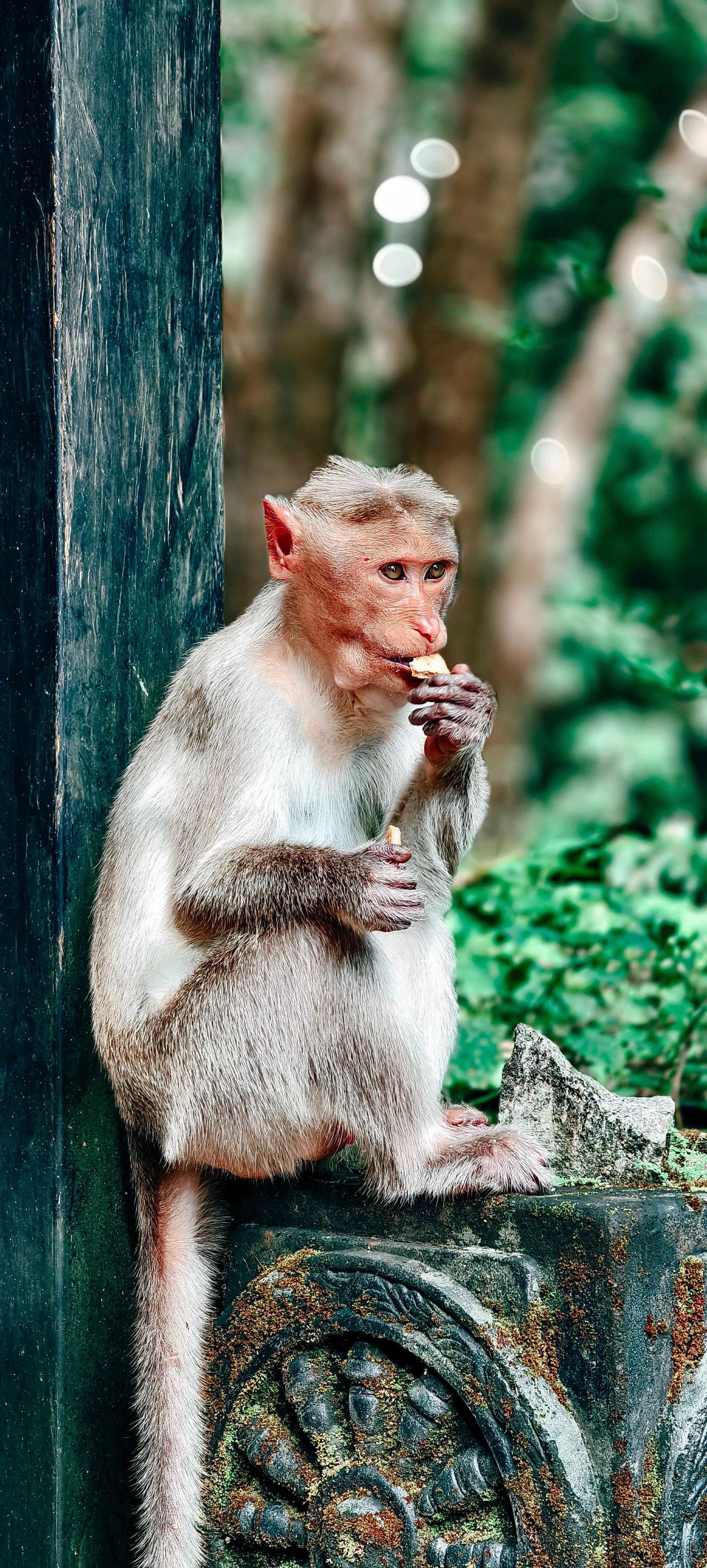 Monkey Eating Biscuit in Natural Habitat · Free Stock Photo