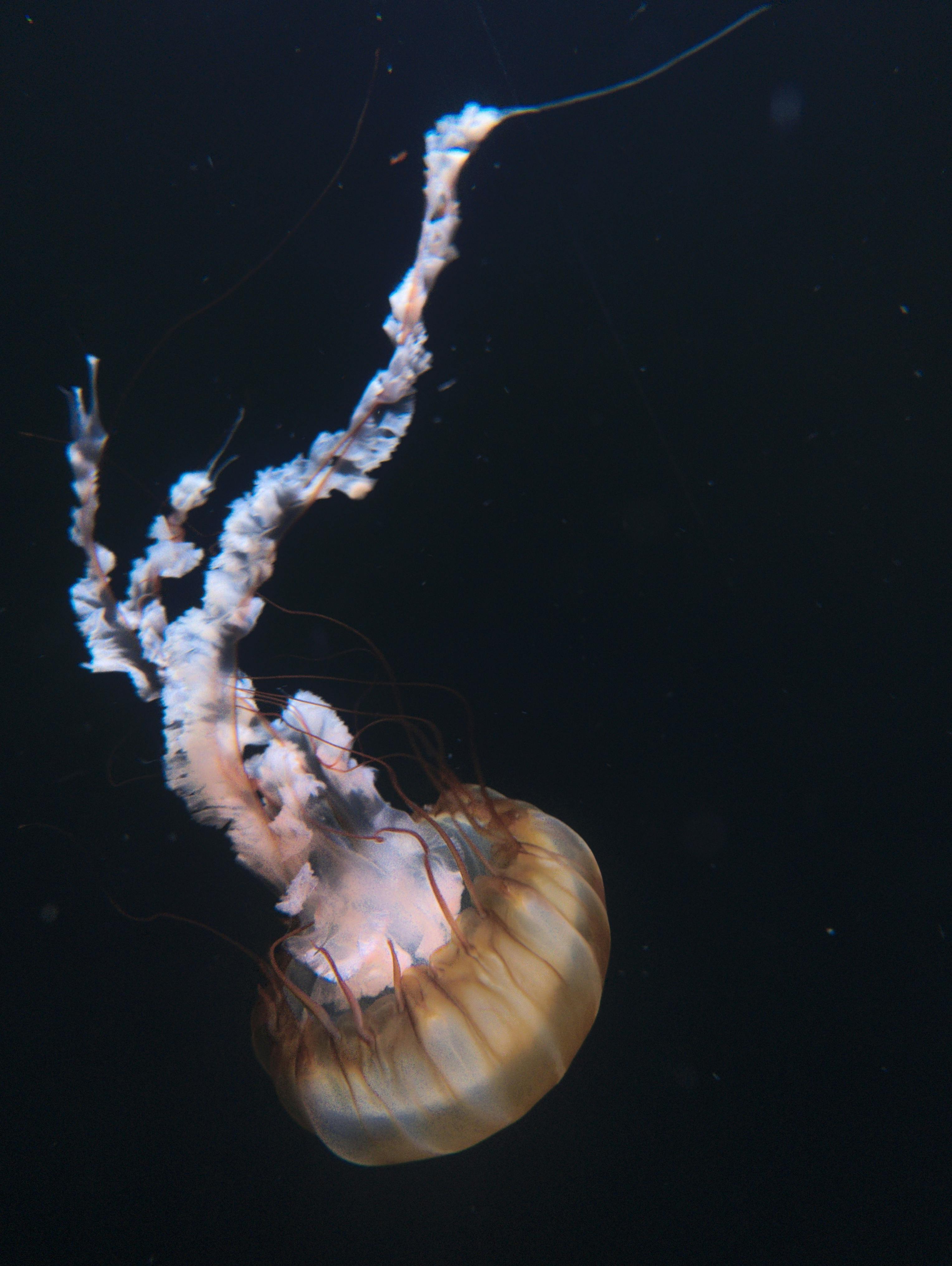 Translucent Photos, Download The BEST Free Translucent Stock Photos ...