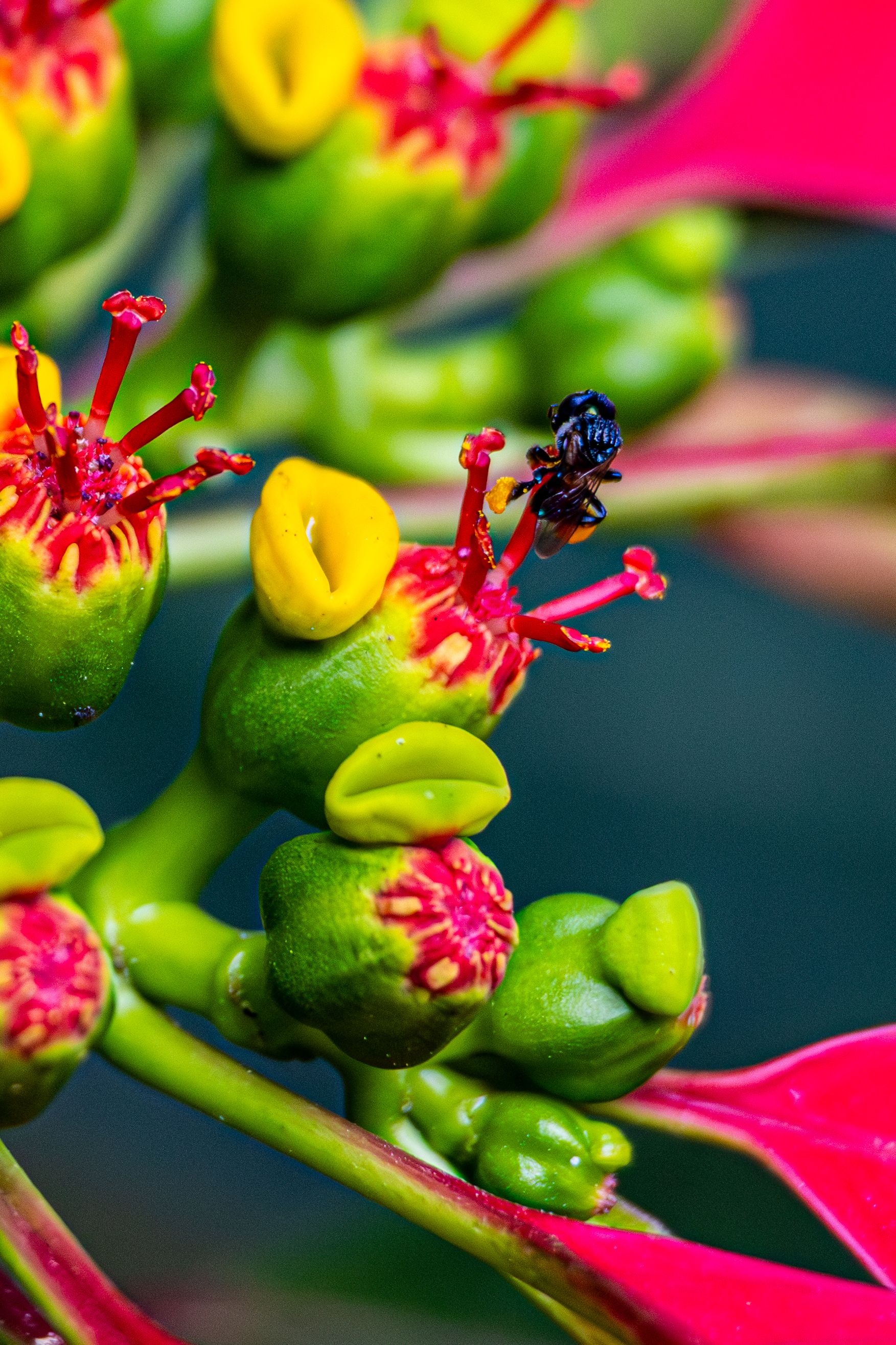 Macro Photography of Ladybug Reflections on Water Drops · Free Stock Photo