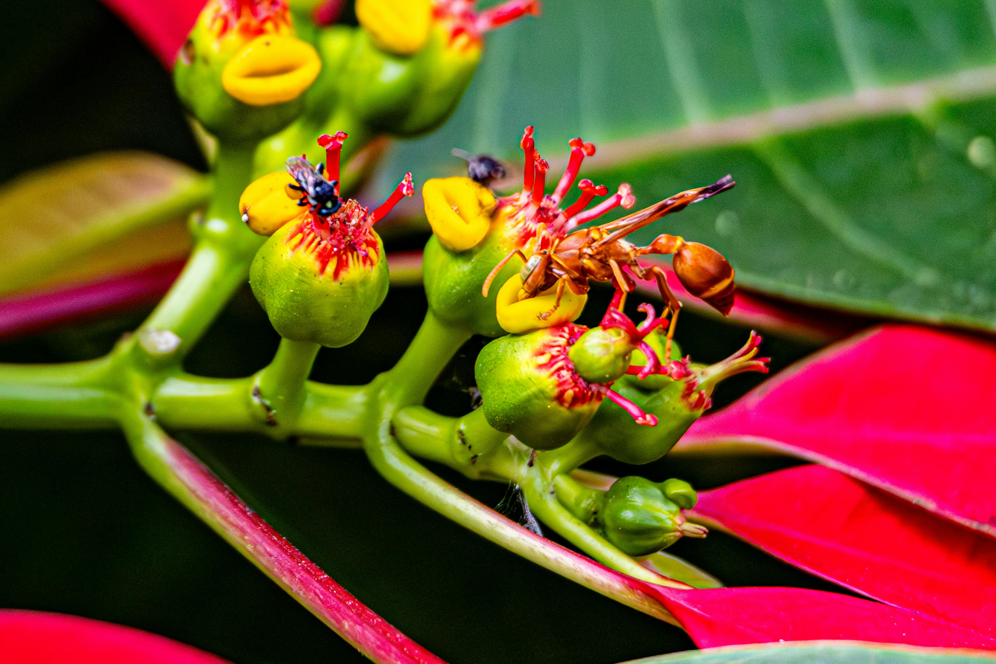 Macro Shot of Ant on Tropical Plant Flowers · Free Stock Photo