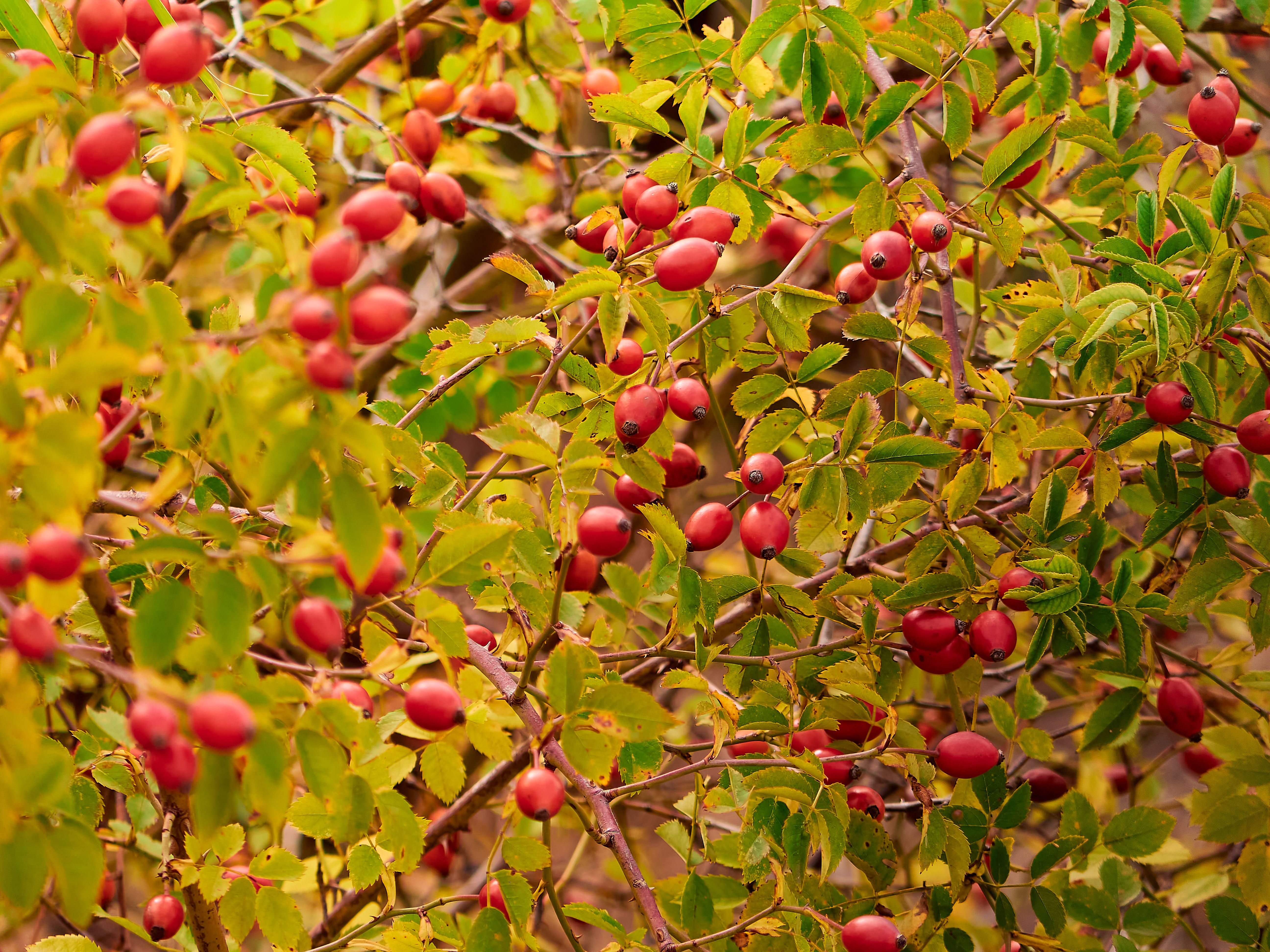 Vibrant Rose Hips on Autumn Branches · Free Stock Photo