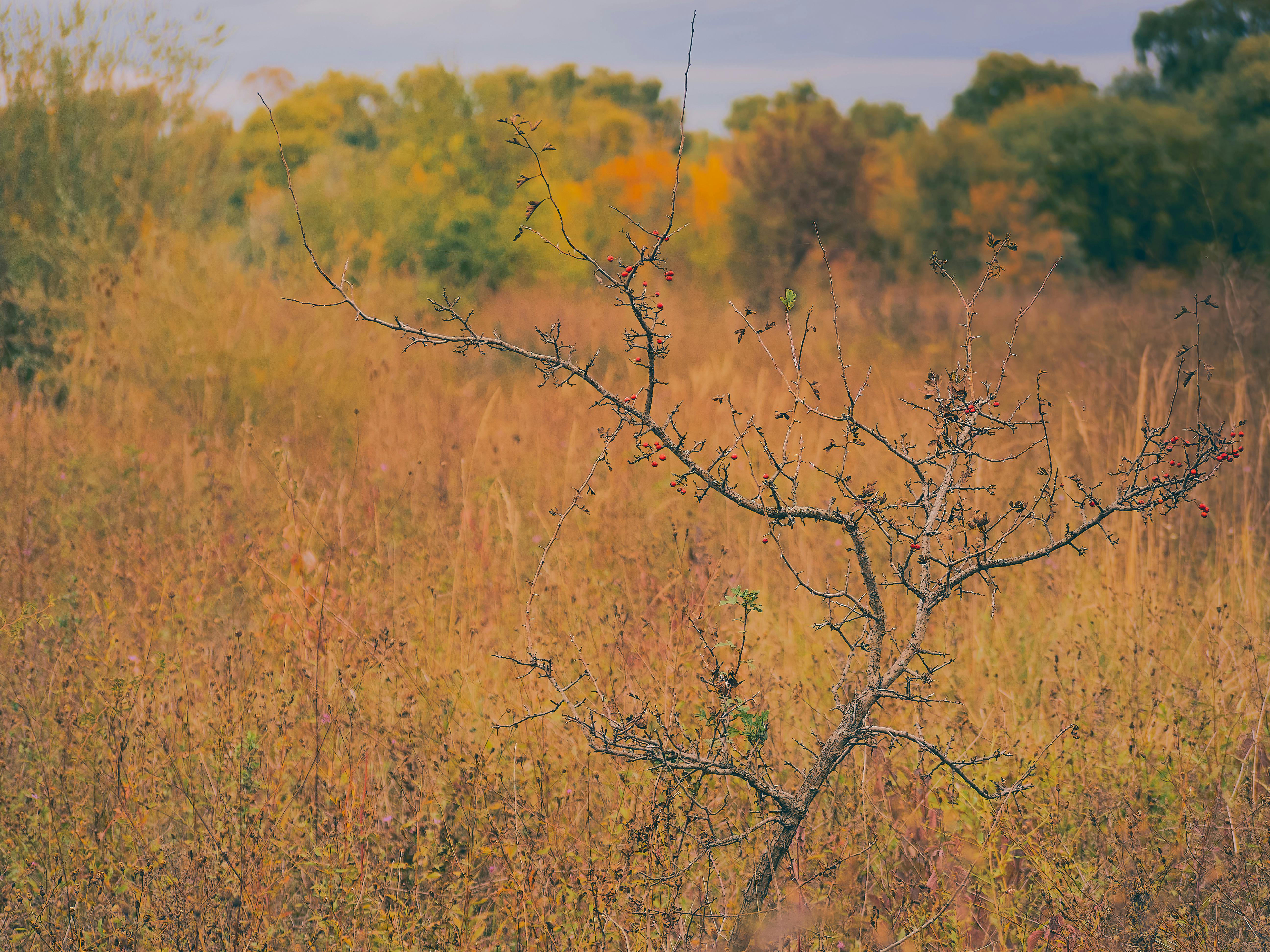 Barren Tree in Vibrant Autumn Landscape · Free Stock Photo