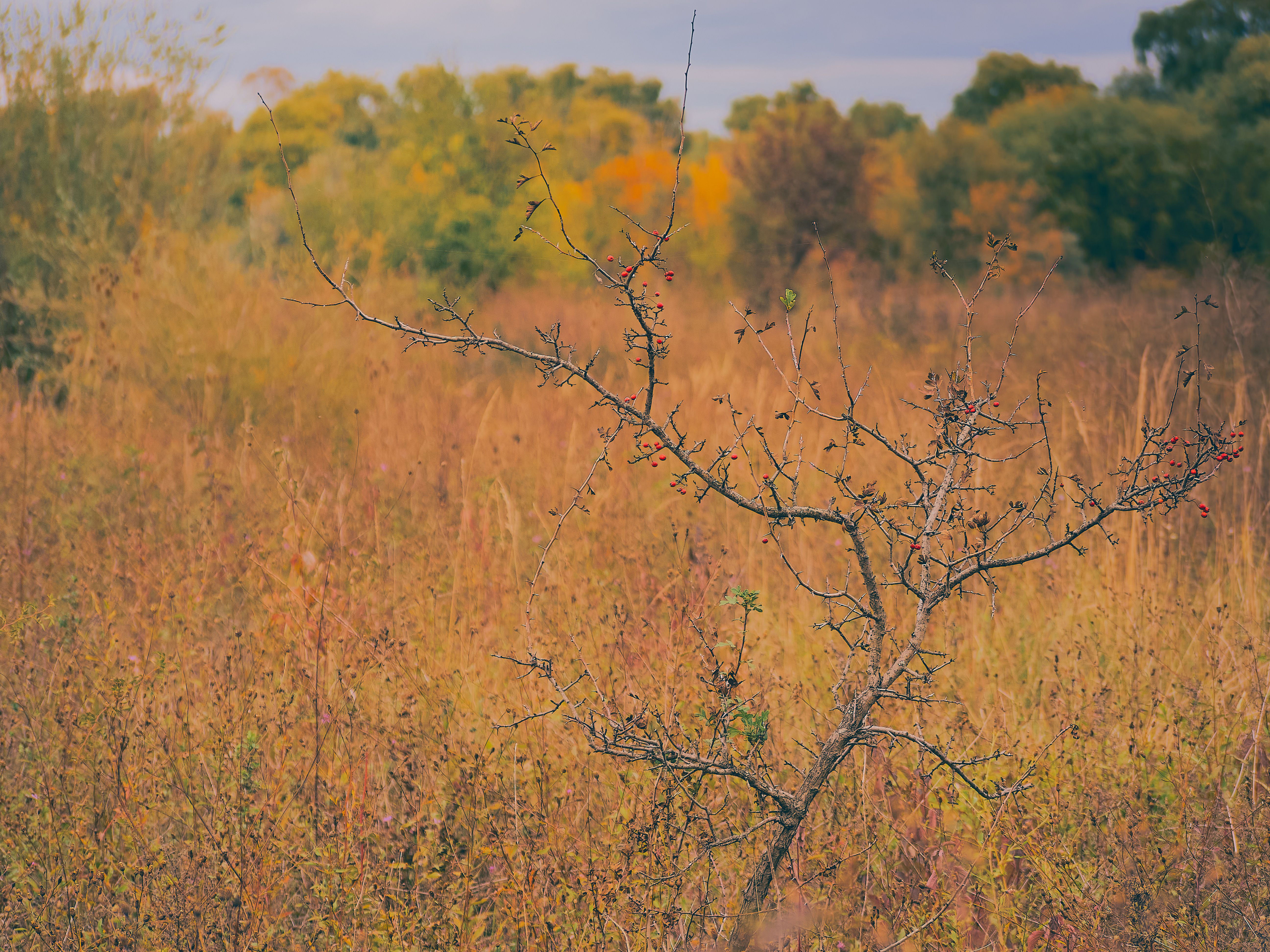 Barren Tree in Vibrant Autumn Landscape · Free Stock Photo