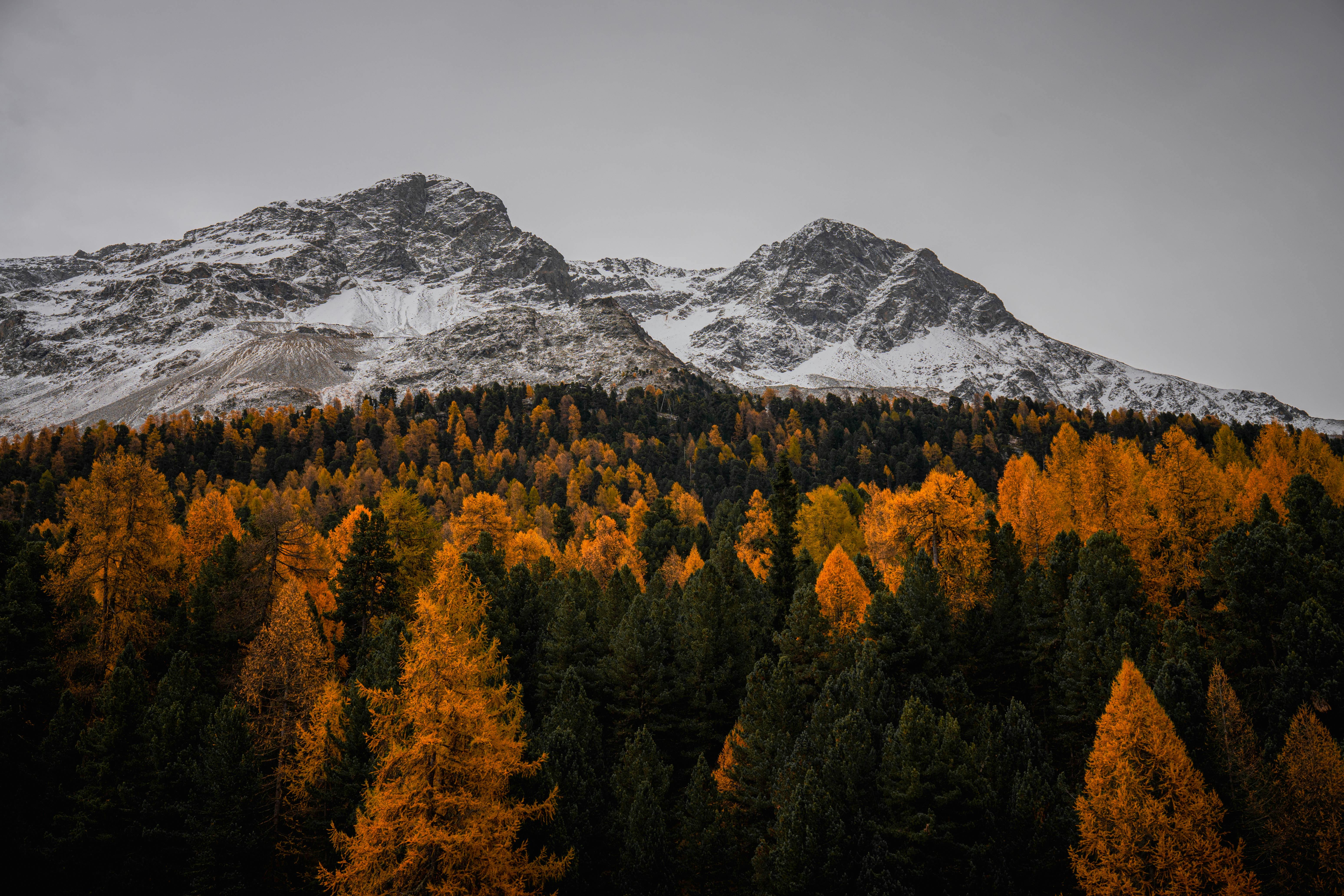 Alpine Scenery In Wolfenschiessen, Switzerland Photos, Download The ...