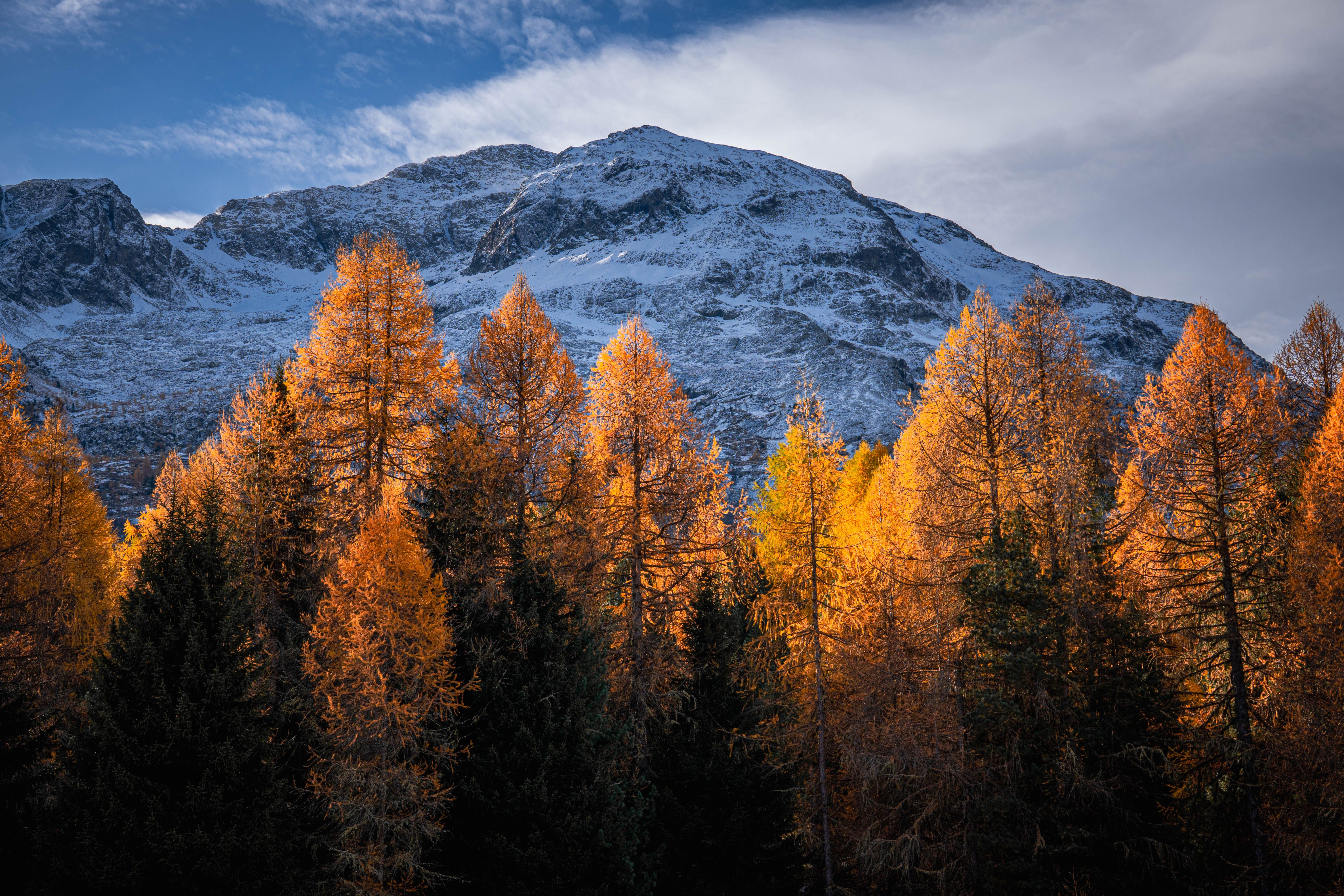 Stunning Autumn Forest and Alpine Mountains · Free Stock Photo