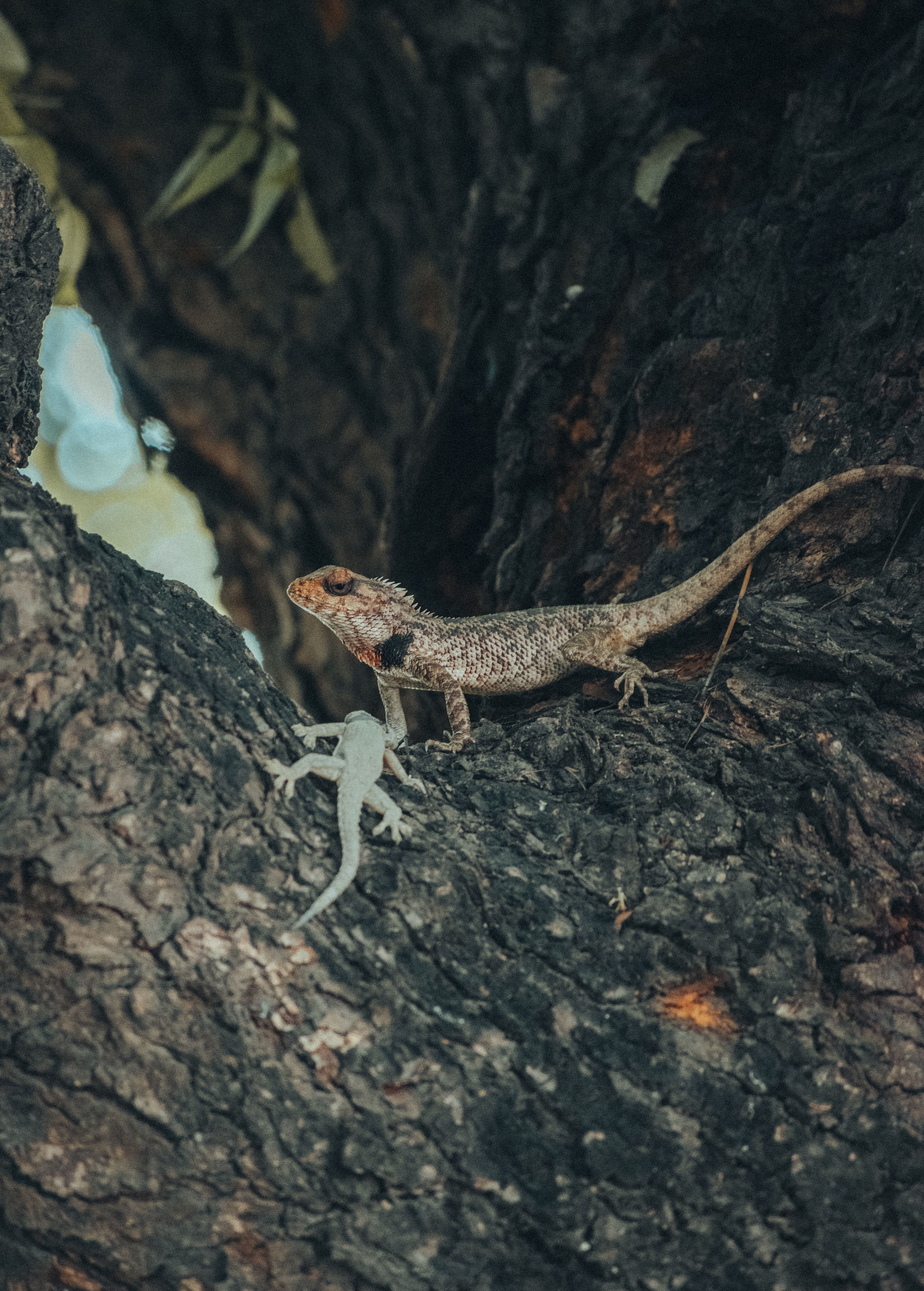Close-up of Two Lizards on Dark Tree Bark · Free Stock Photo