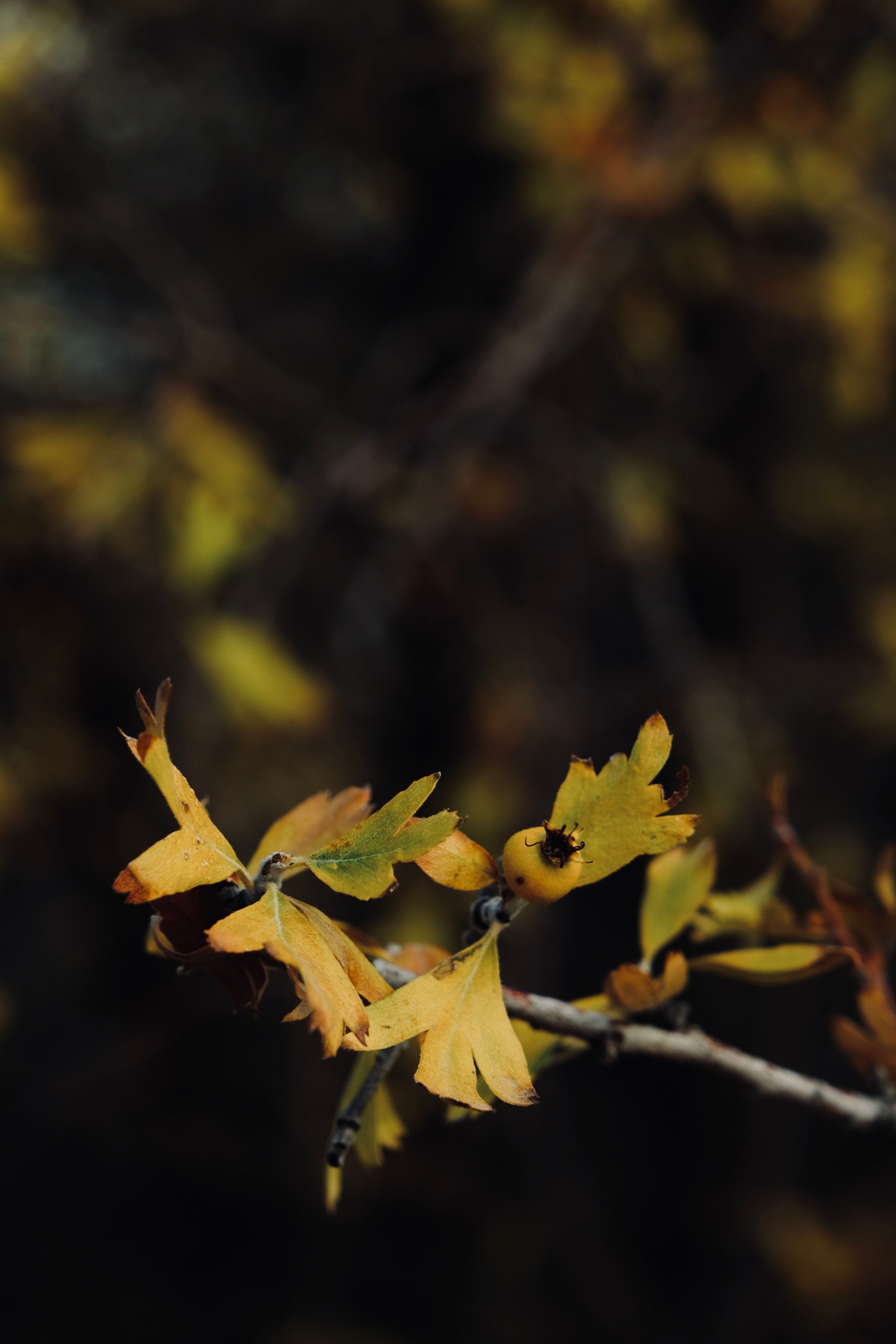 Close-Up Photography of Tree Branches · Free Stock Photo