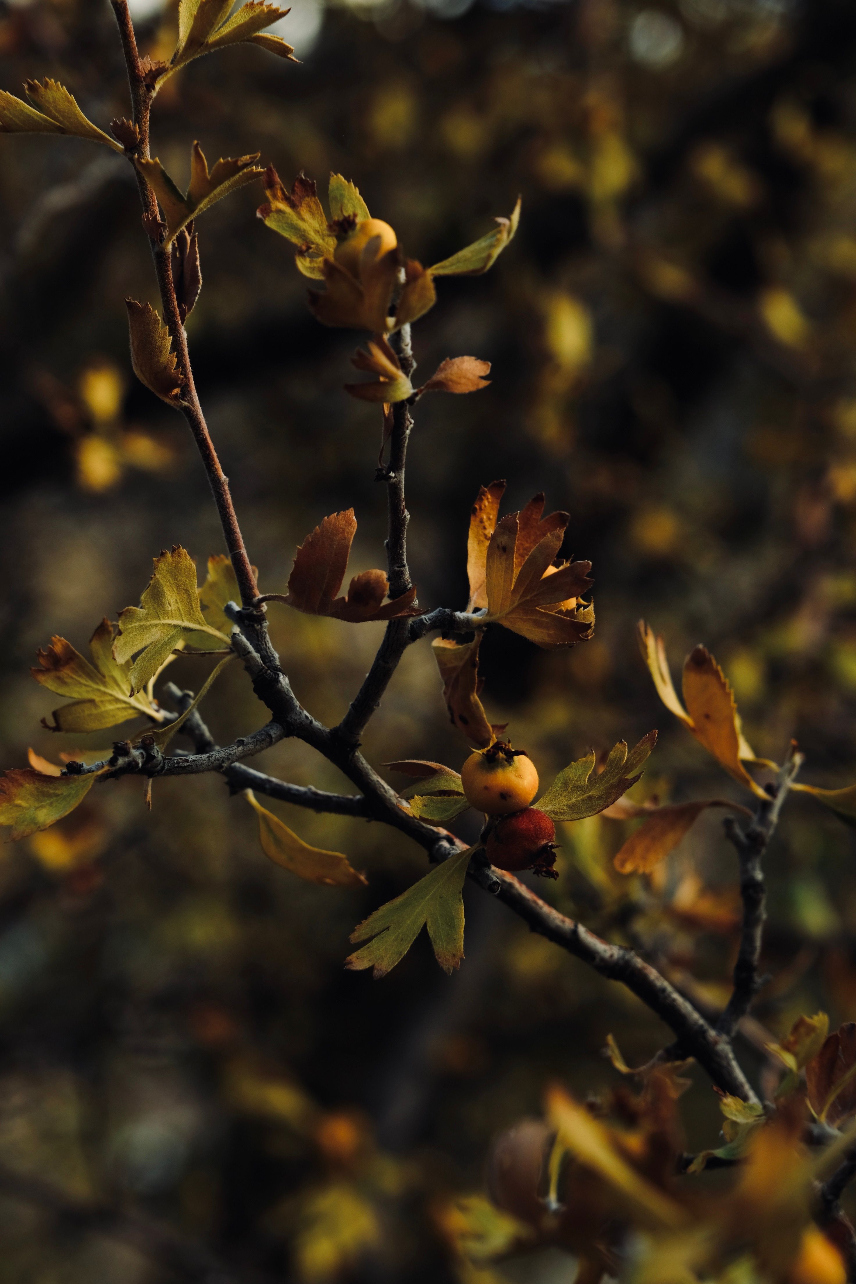 Autumn Berries on Branch with Fall Foliage · Free Stock Photo