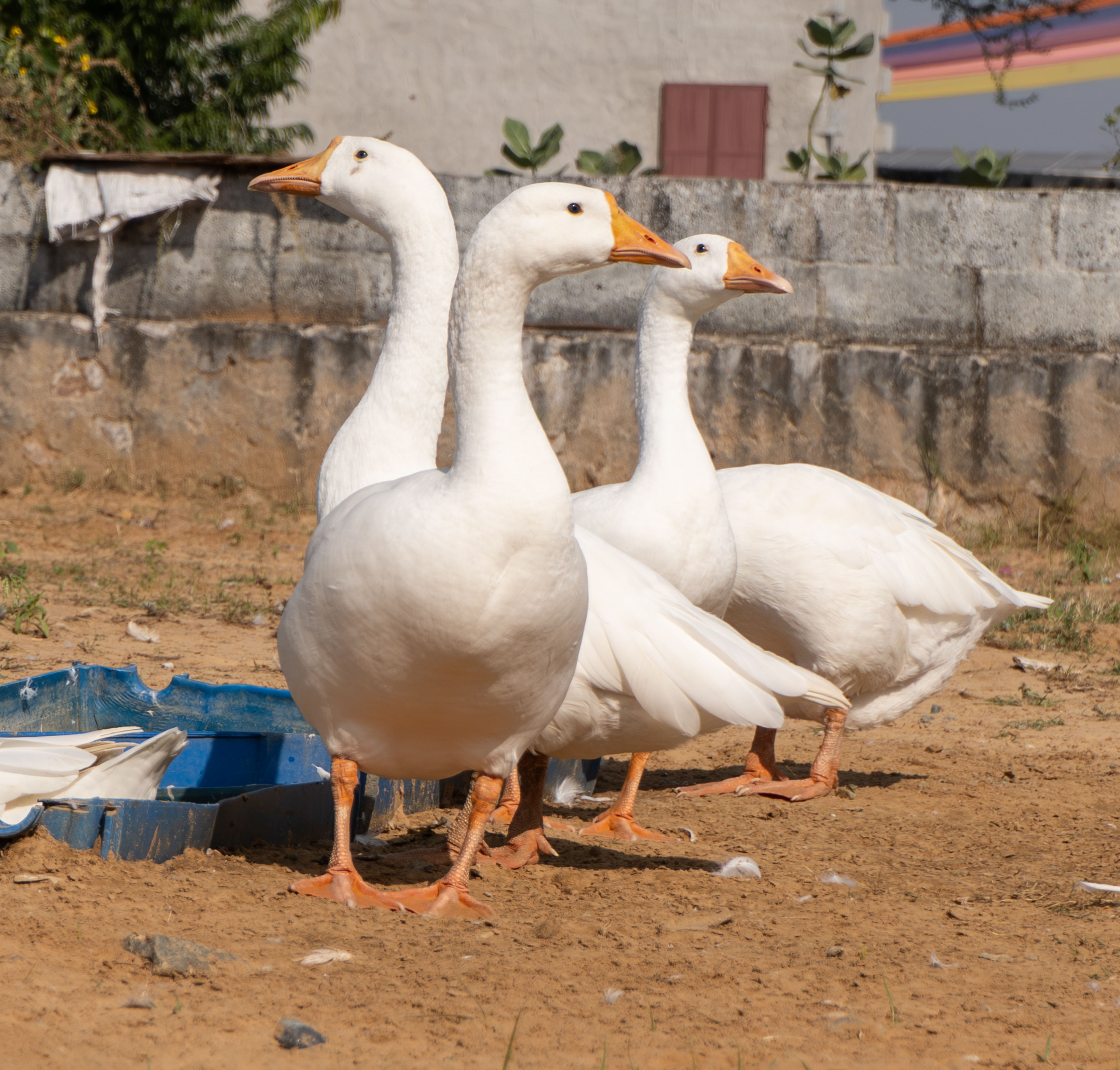 Group of White Domestic Geese Standing Outdoors · Free Stock Photo