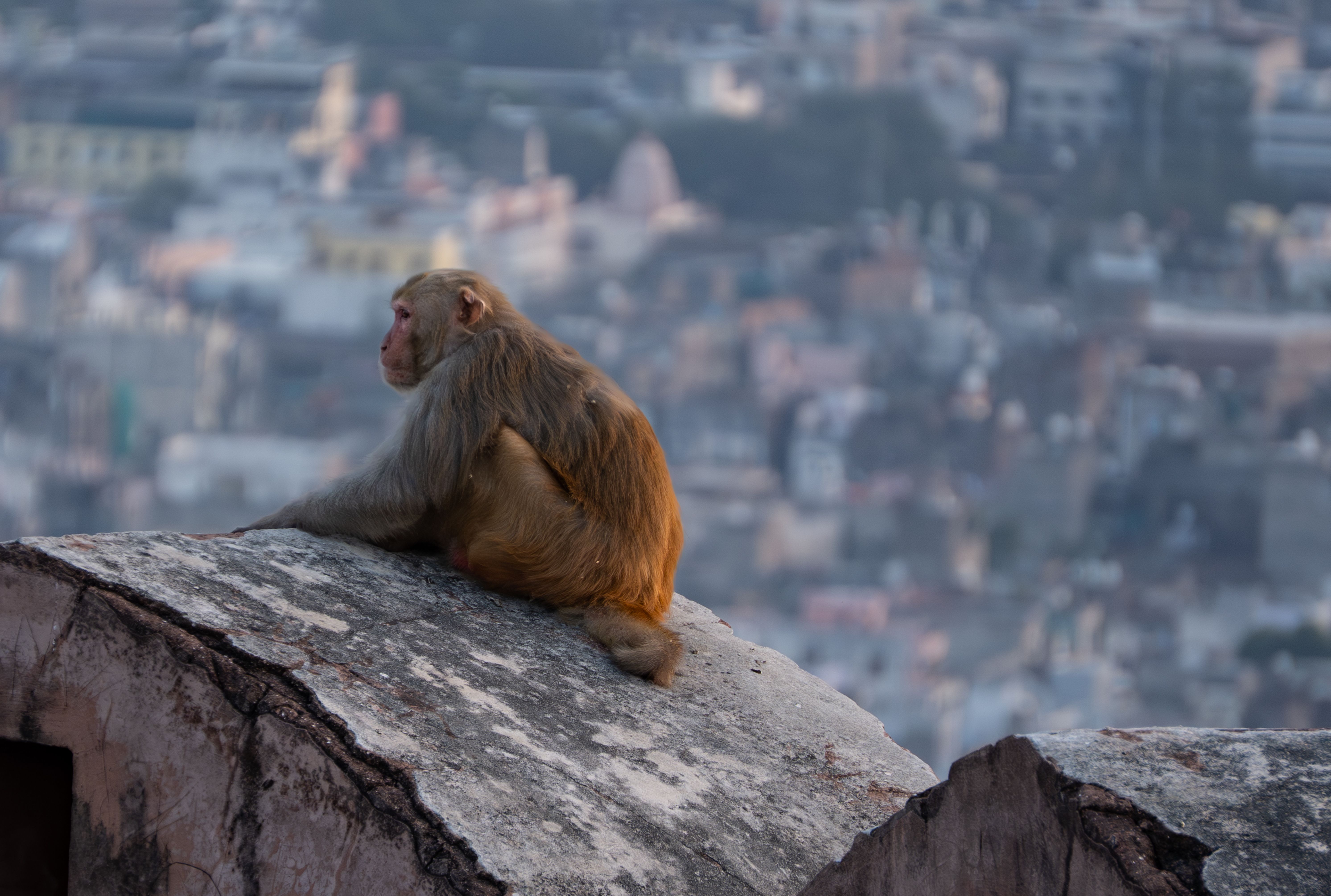 Monkey Sitting on Cliff Overlooking Cityscape · Free Stock Photo