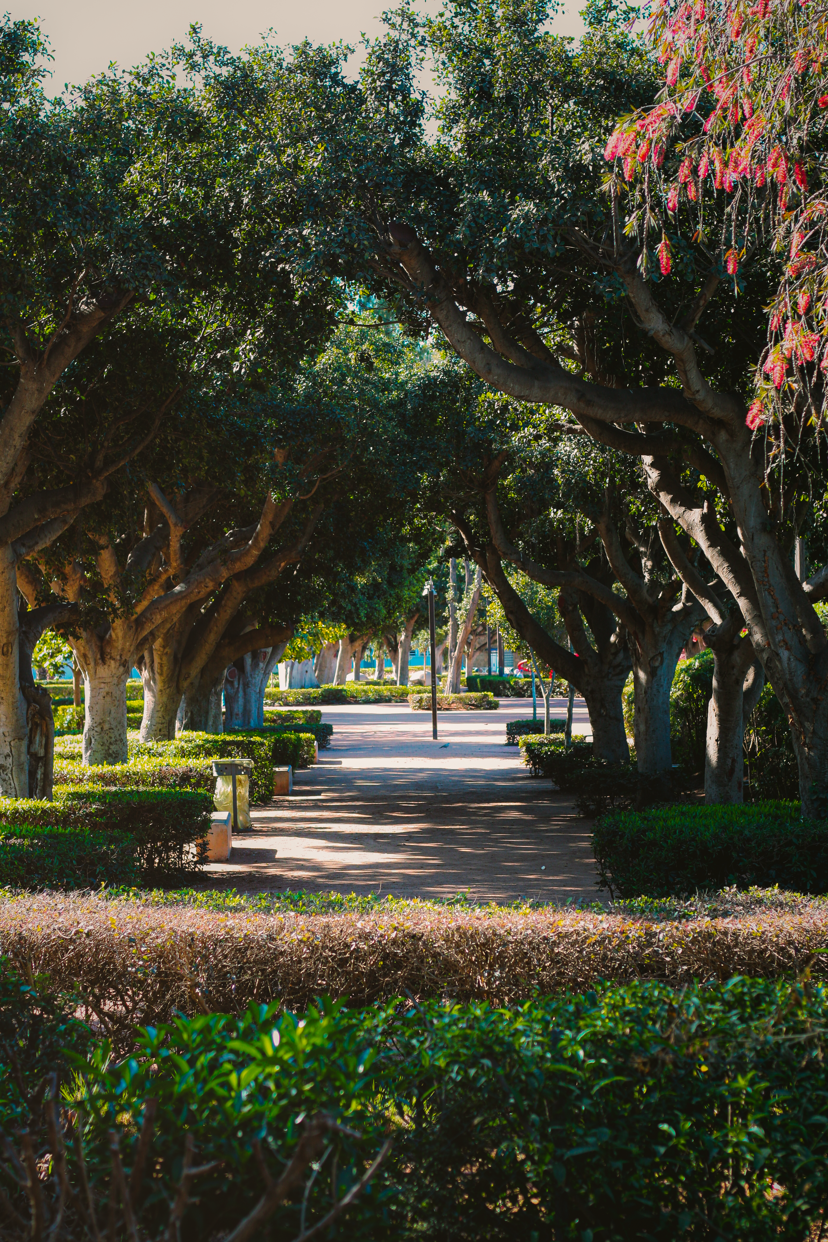 Lush Green Park Pathway in Casablanca · Free Stock Photo