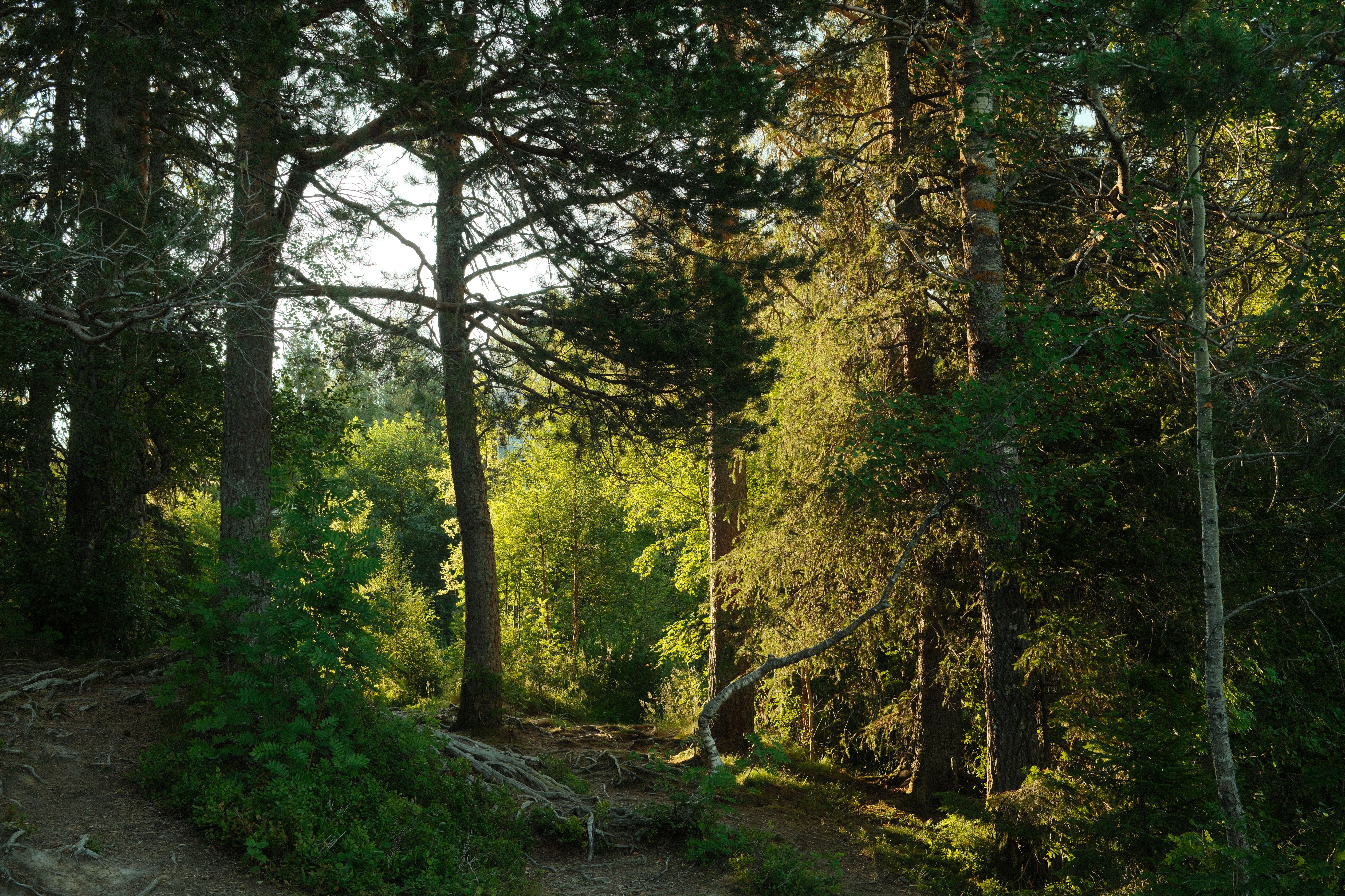Sunlit Forest Scene in Norwegian Summer · Free Stock Photo