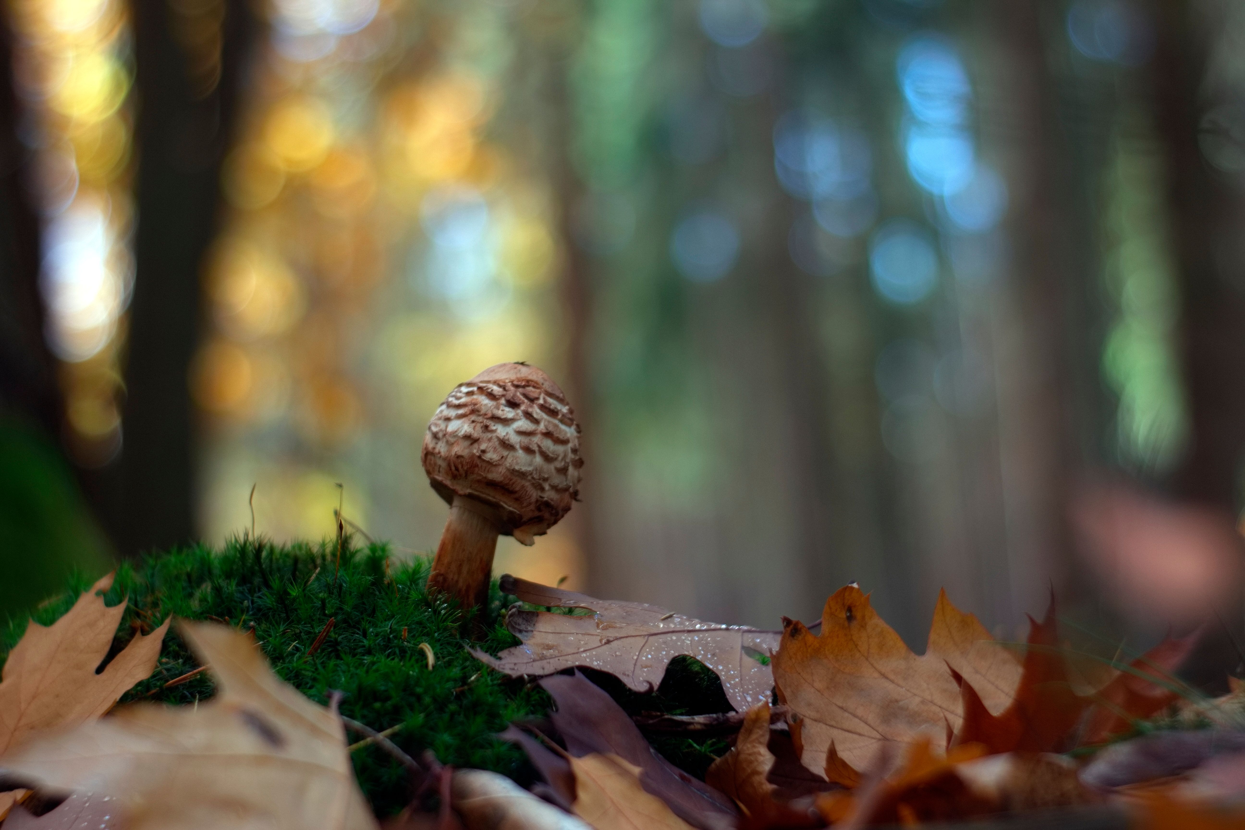Mushroom Among Autumn Leaves in Forest · Free Stock Photo