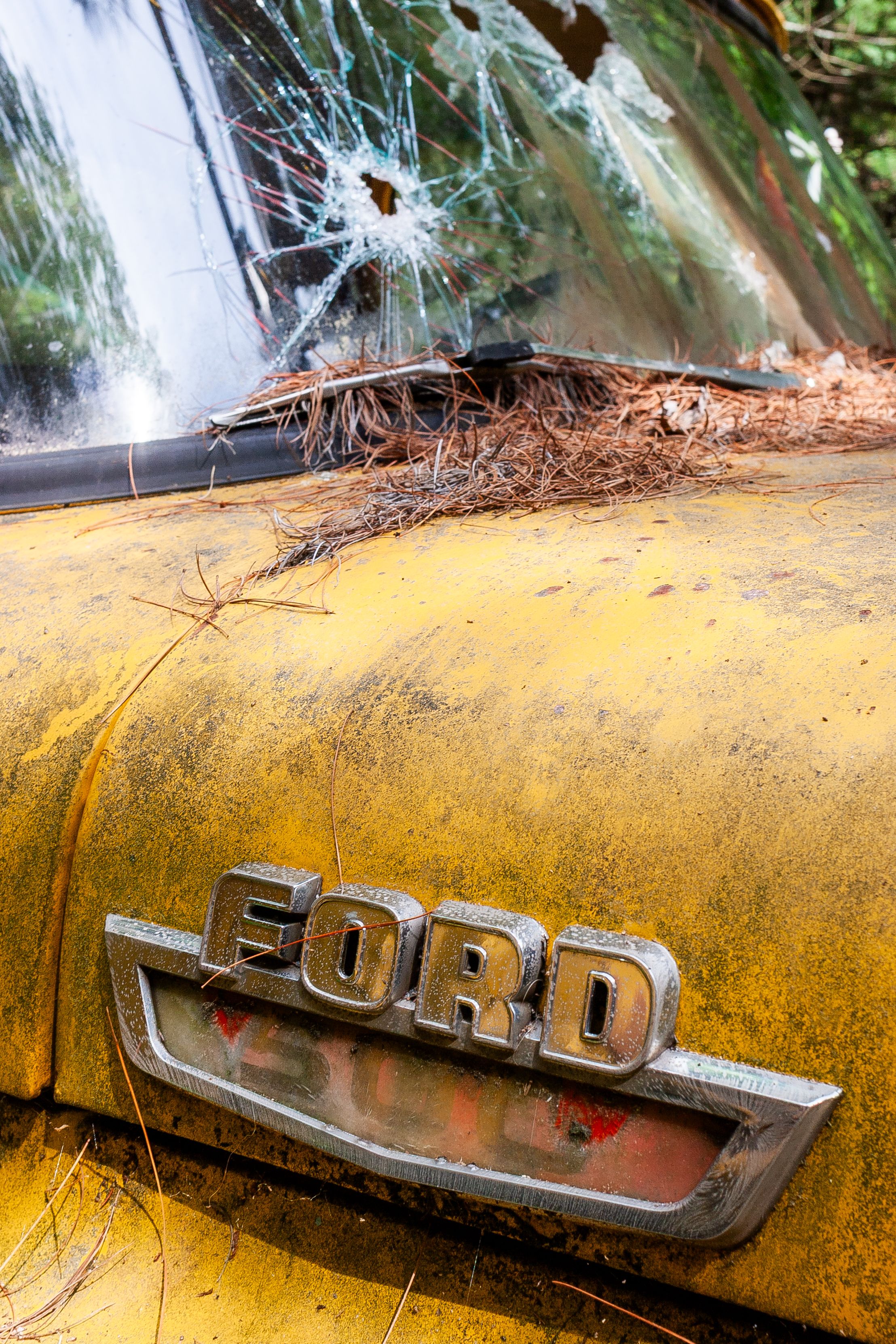 Vintage Ford Truck with Broken Windshield in Forest · Free Stock Photo