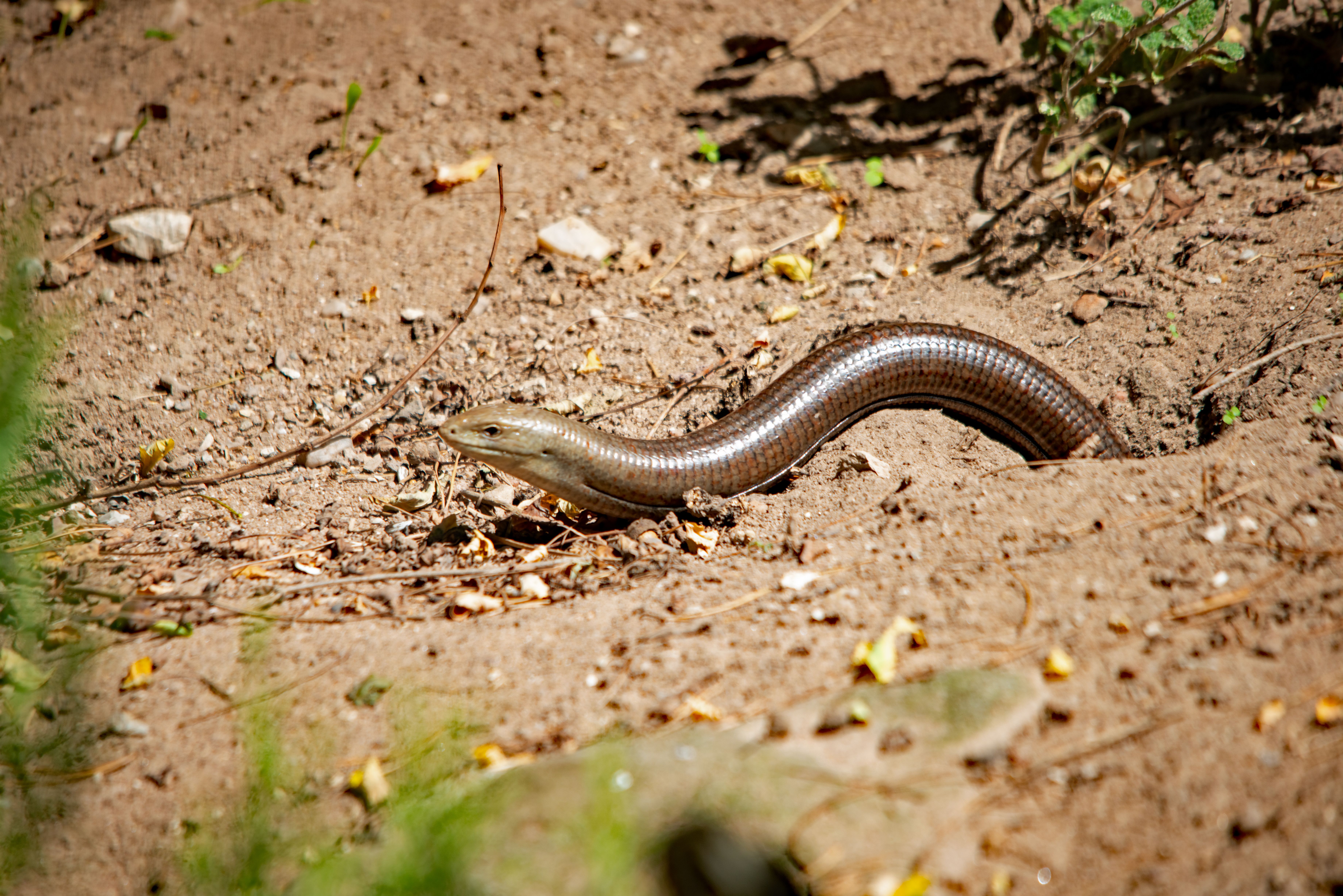 Snake Area Photos, Download The BEST Free Snake Area Stock Photos & HD ...