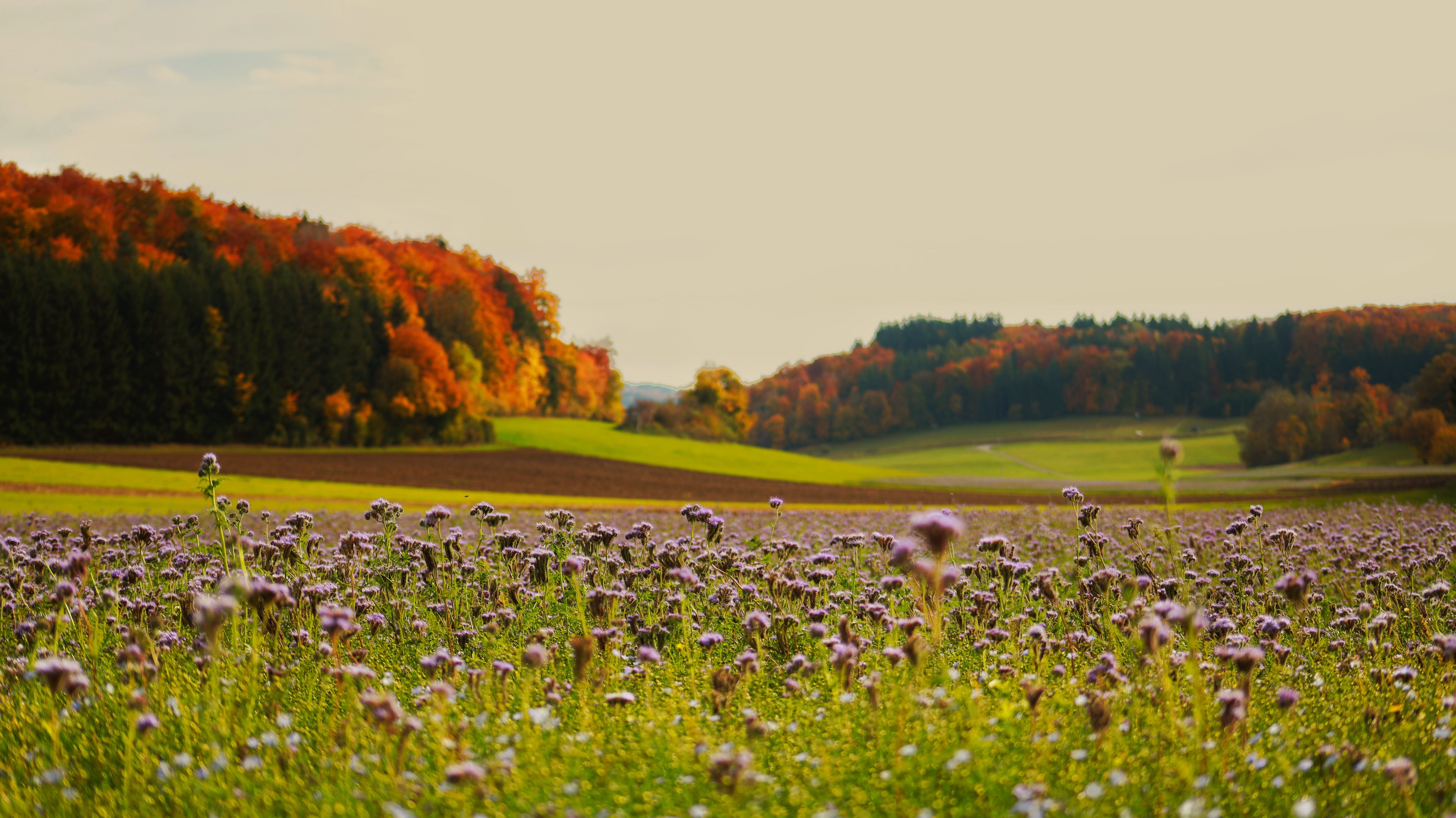 Healthy Pey Photos, Download The BEST Free Healthy Pey Stock Photos ...