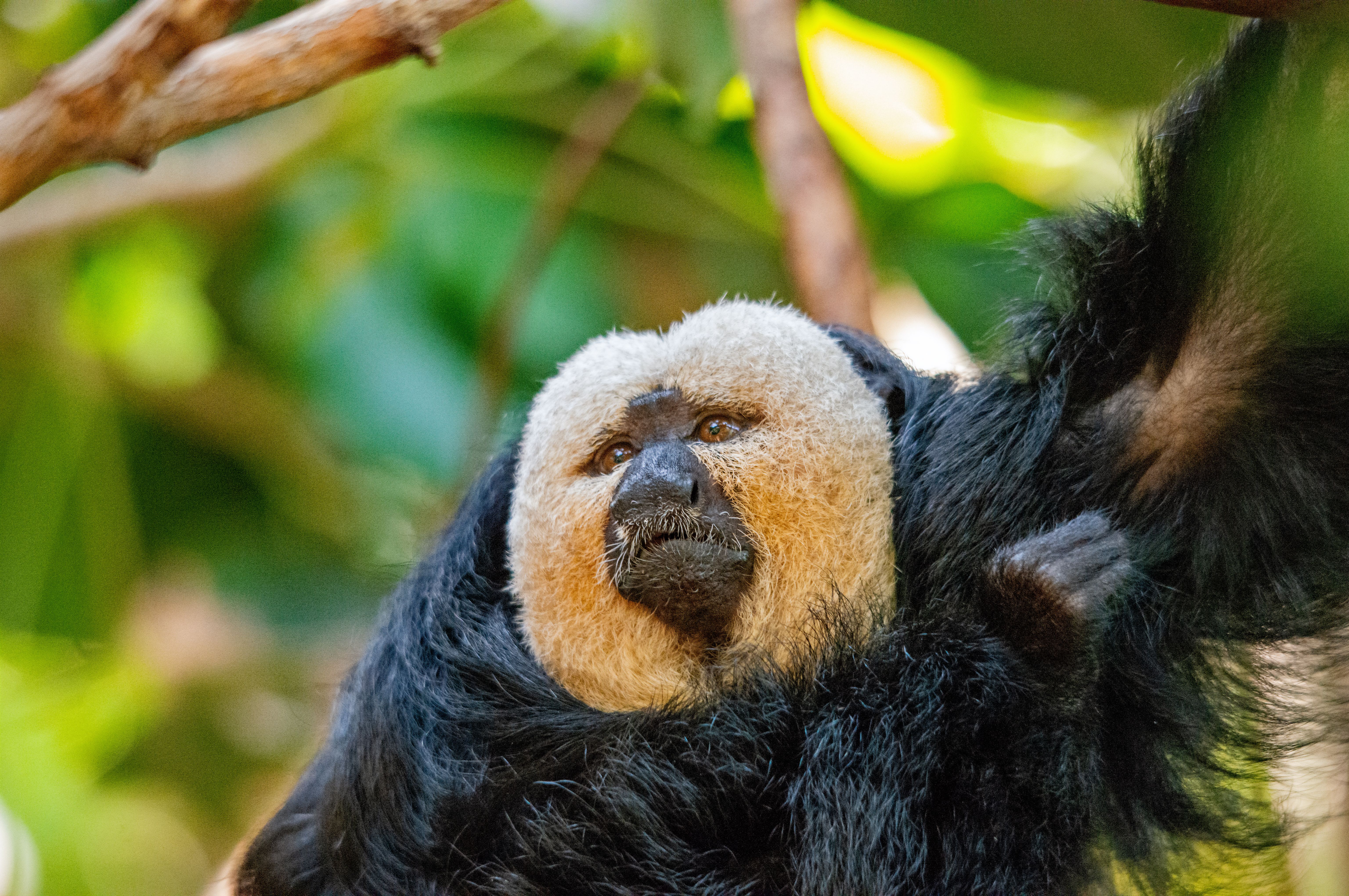 10.000+ melhores imagens de Zoo In Jamaica · Download 100% grátis ...