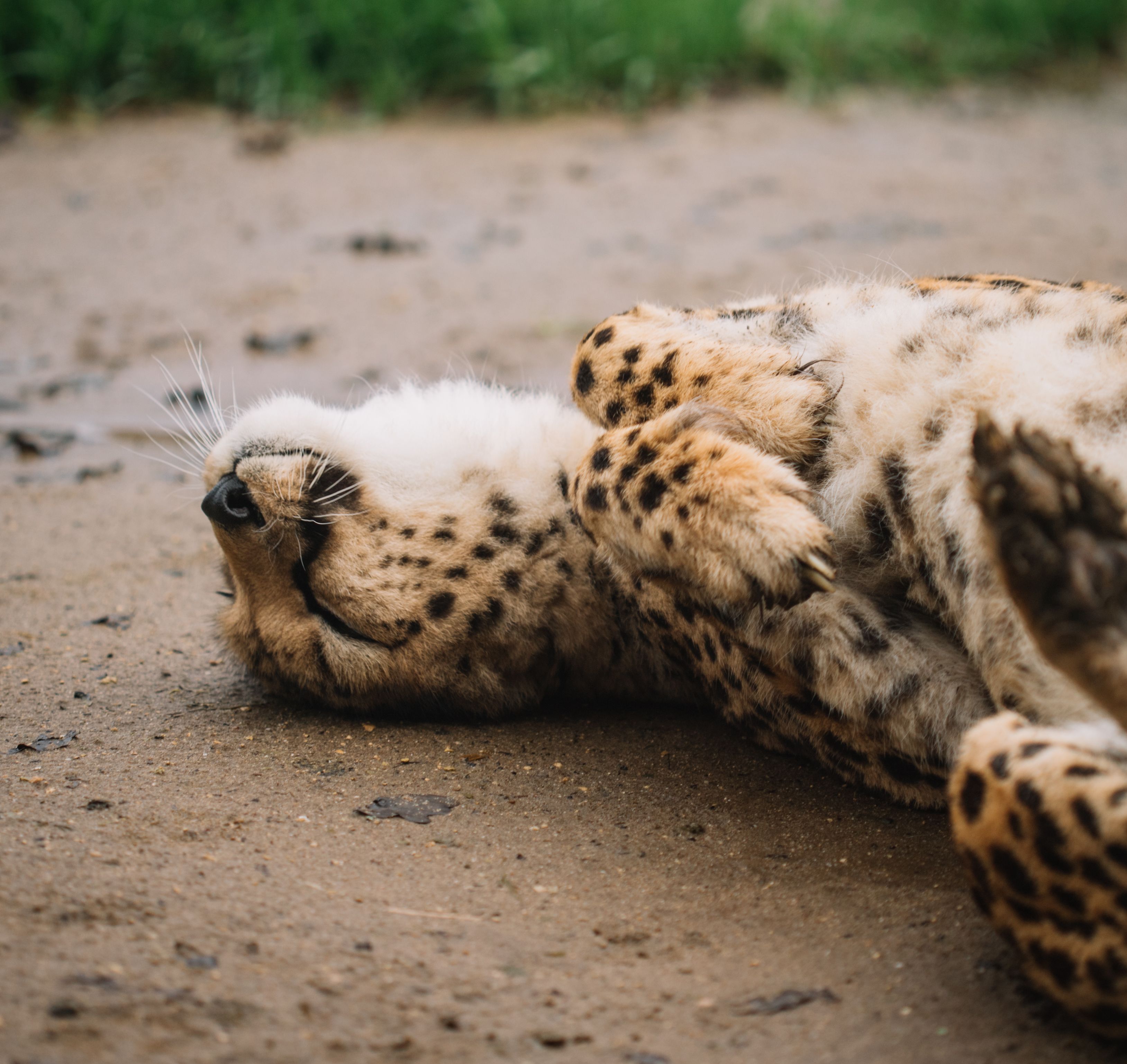 Fluffy cheetah lazing on ground with eyes closed · Free Stock Photo