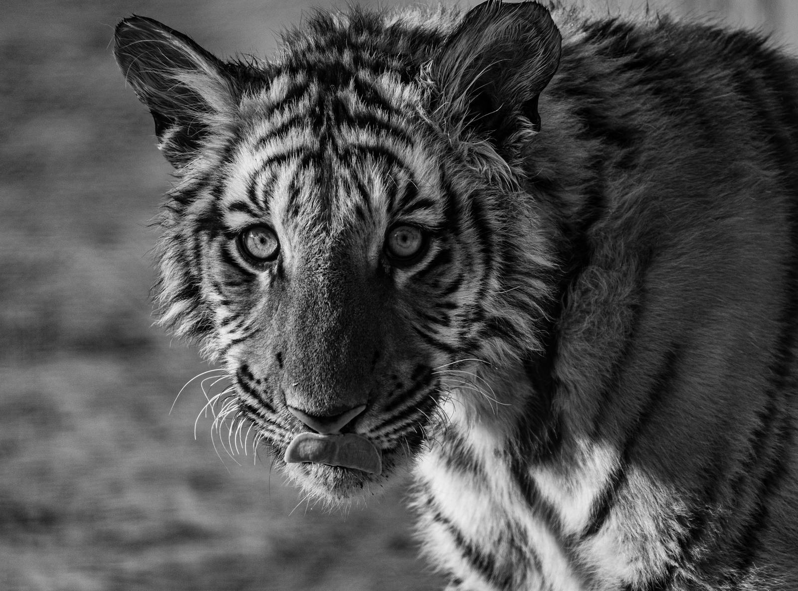 Tiger Cub Photos, Download The BEST Free Tiger Cub Stock Photos & HD Images