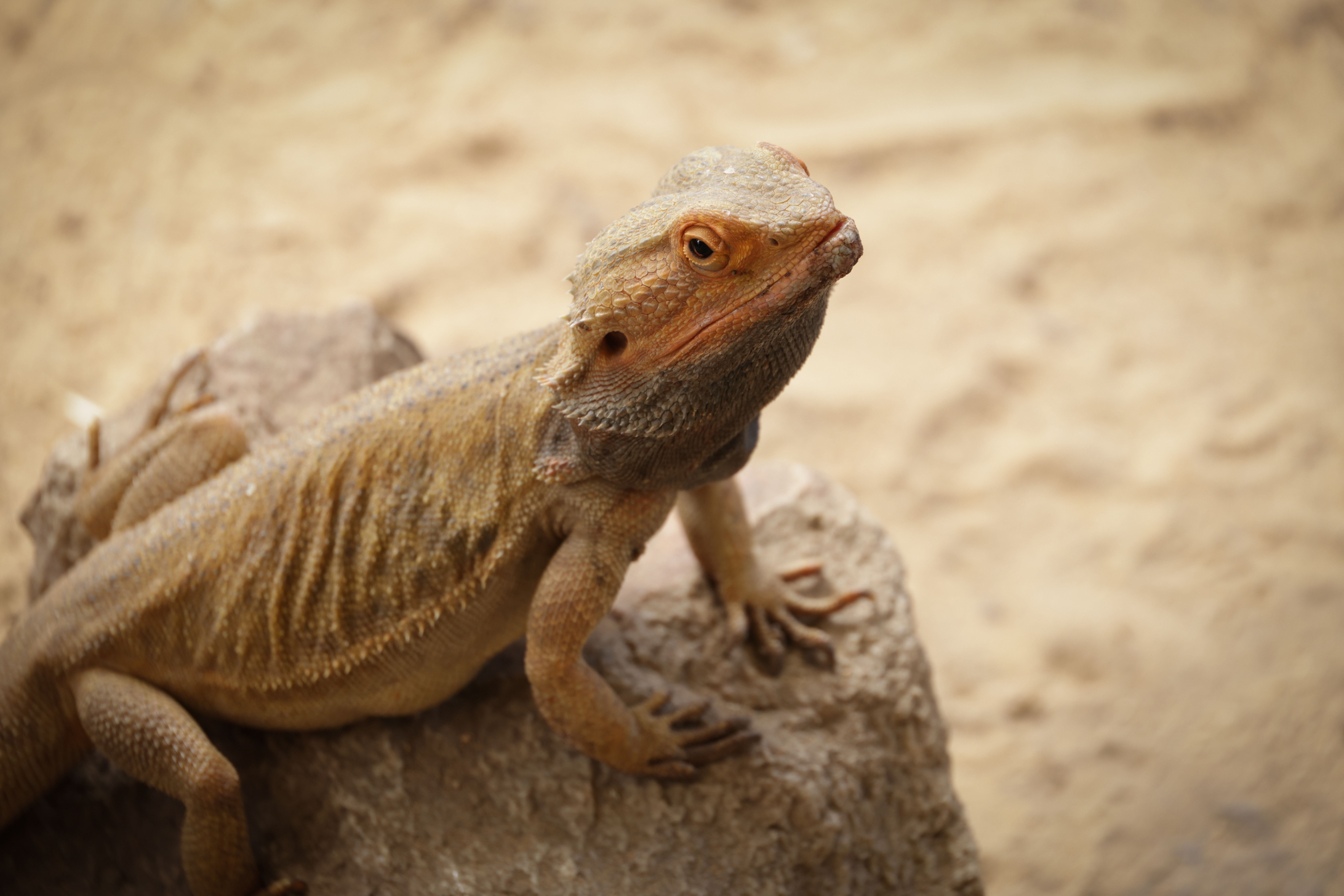 Dragon Look Photos, Download The BEST Free Dragon Look Stock Photos ...