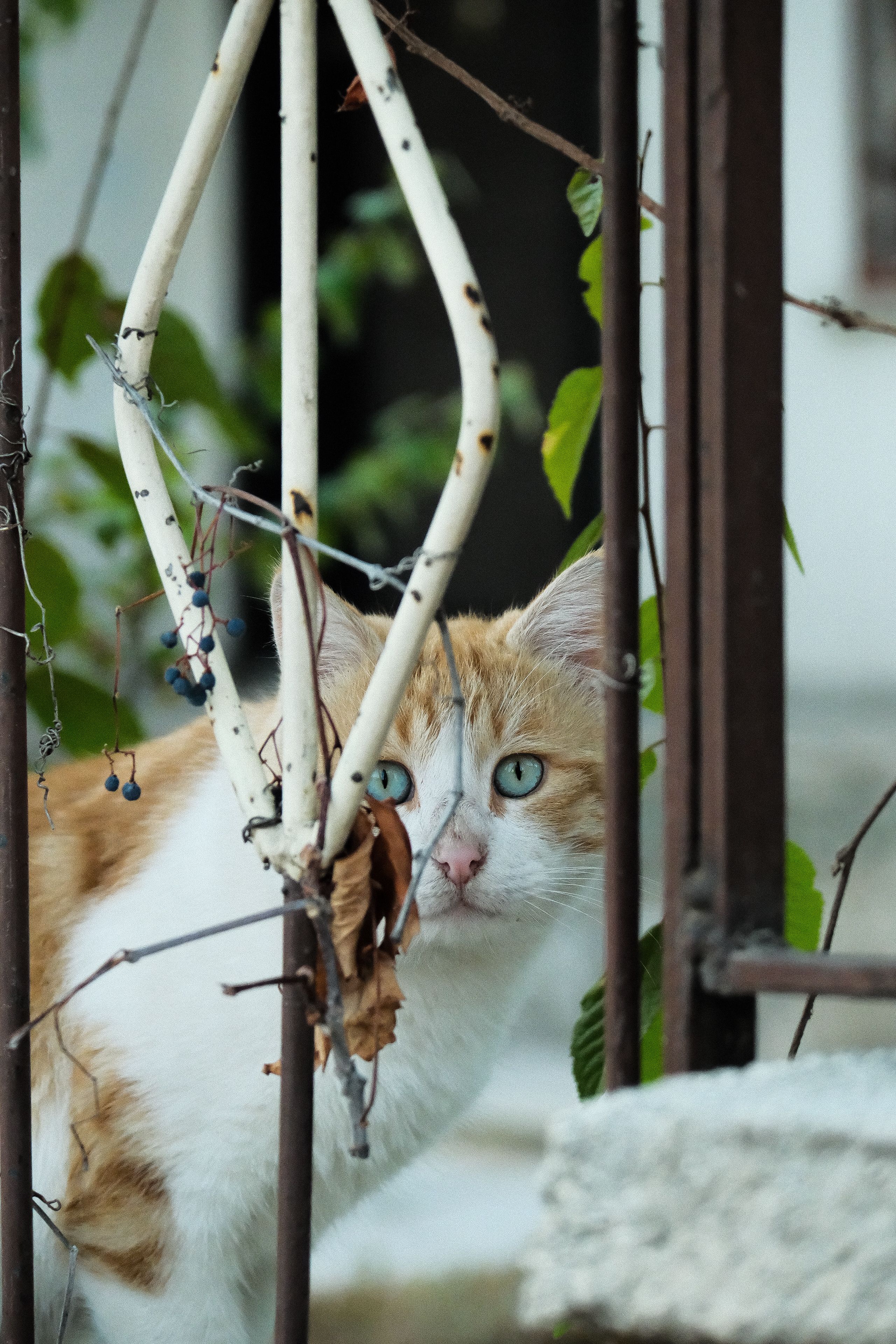 Curious Cat Peering Through Fence in Garden · Free Stock Photo