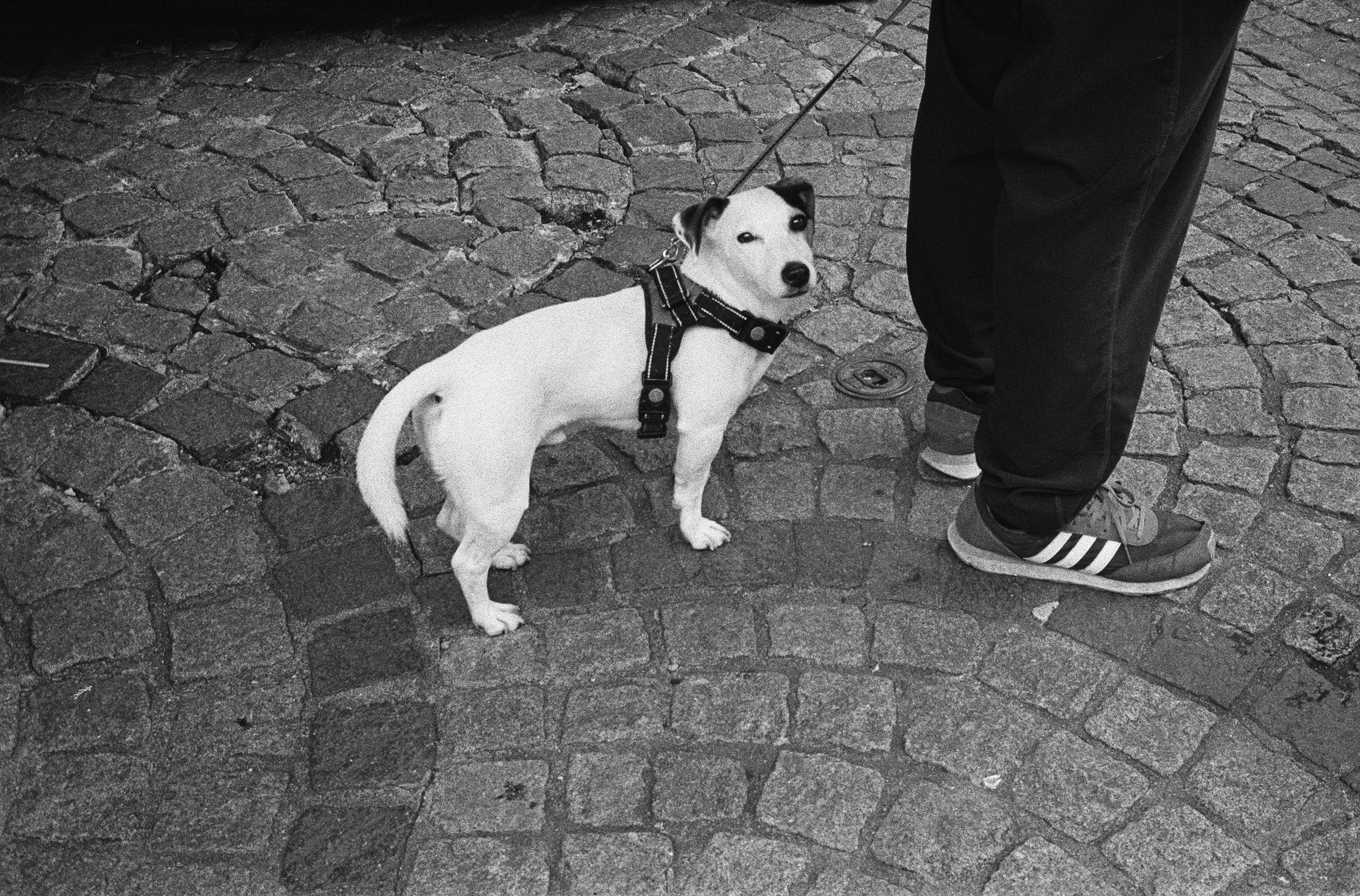 Black and White Photo of a Dog and Owner on Cobblestone Street · Free ...