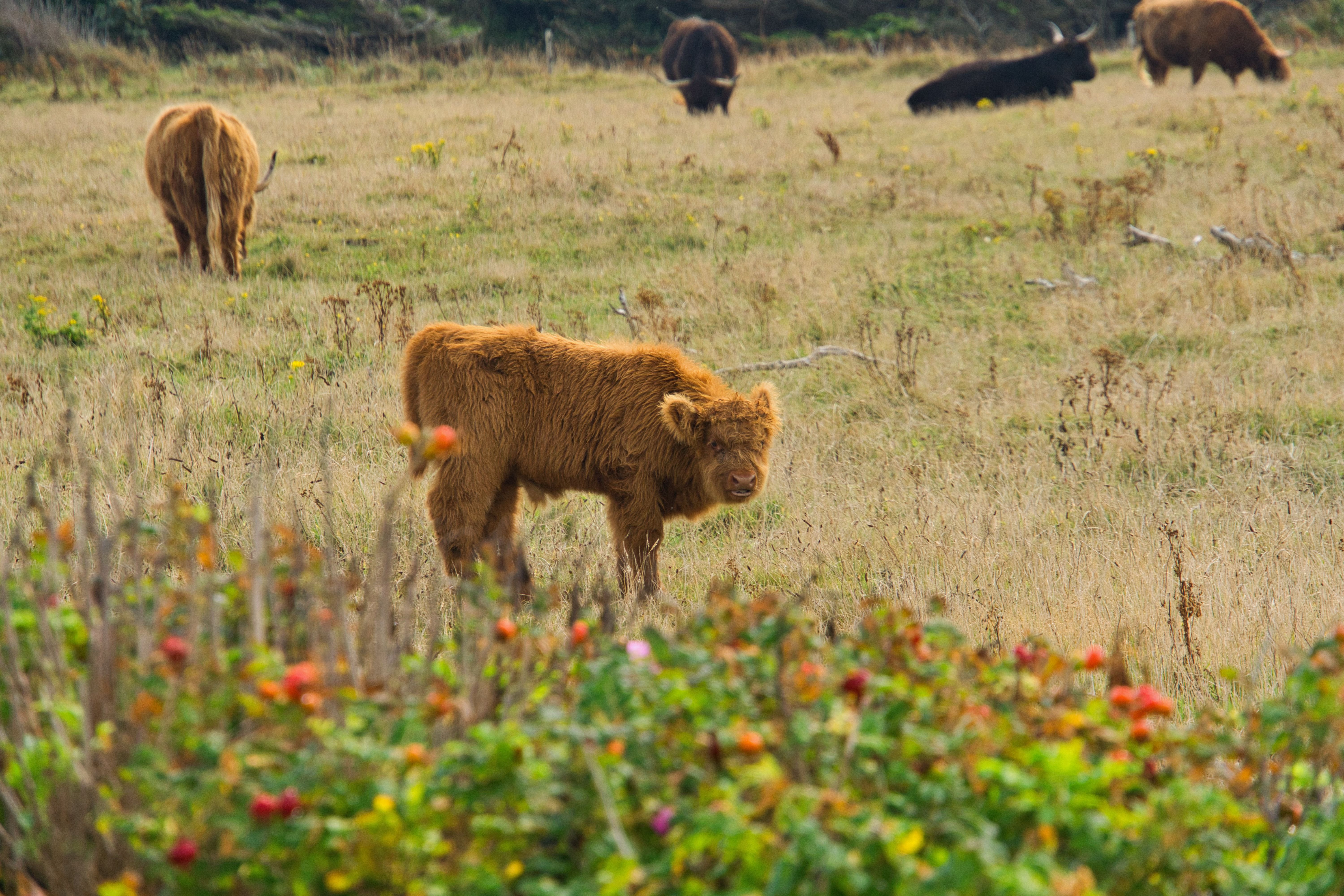 Highland Cattle Grazing in Scenic Pasture · Free Stock Photo