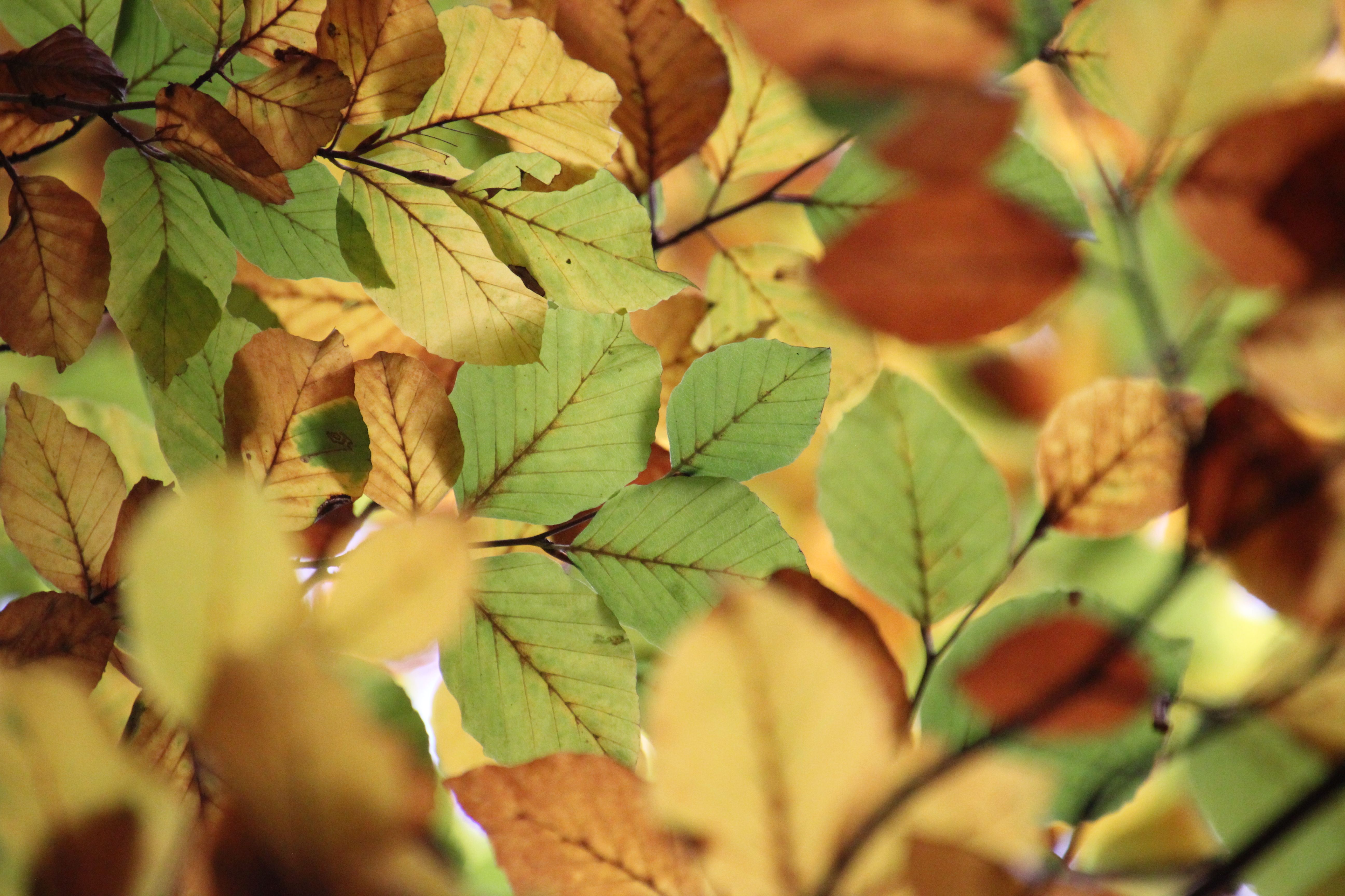 Vibrant Autumn Beech Leaves in Forest Canopy · Free Stock Photo