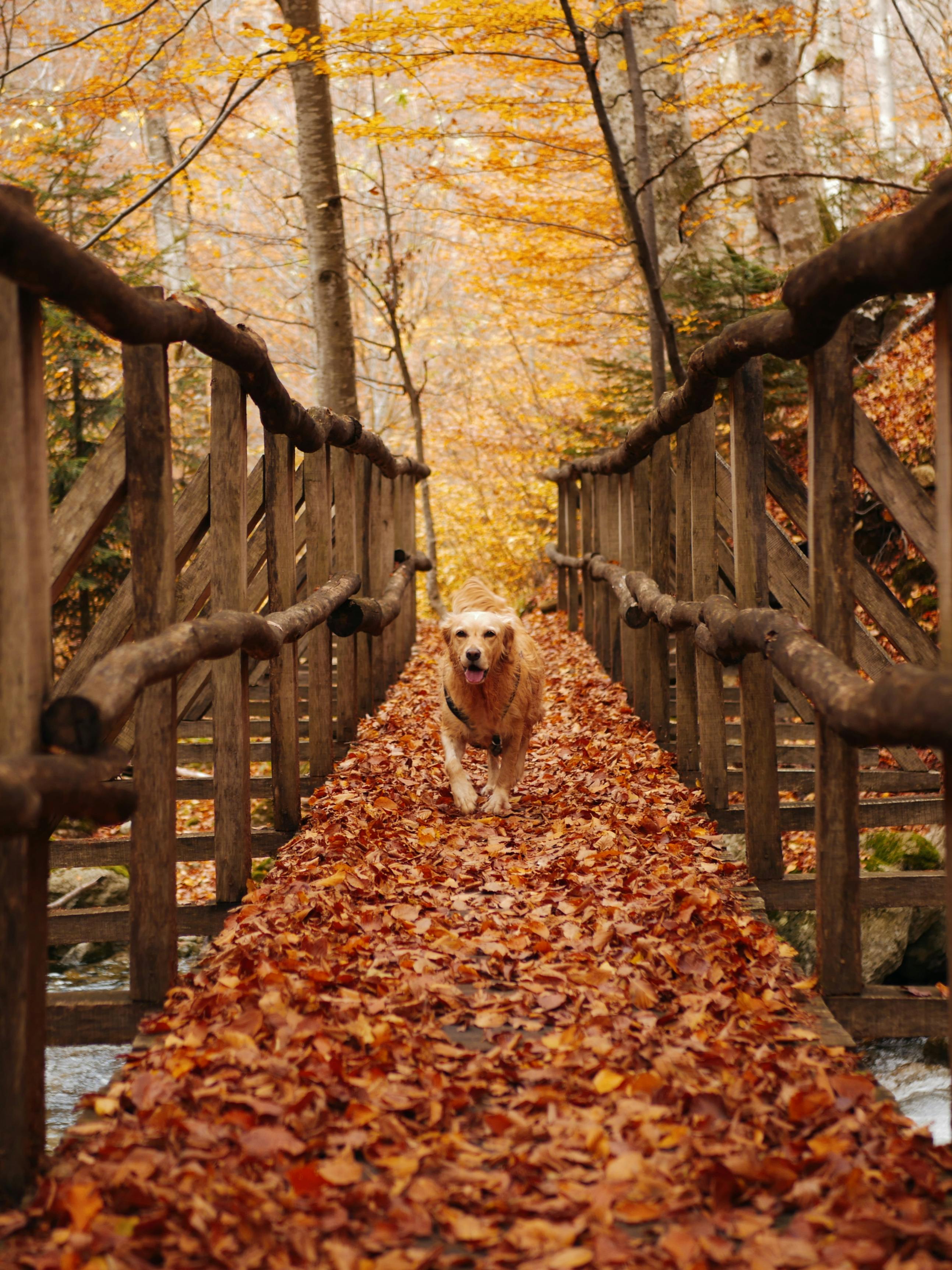 Fall Dogs Photos, Download The BEST Free Fall Dogs Stock Photos & HD Images