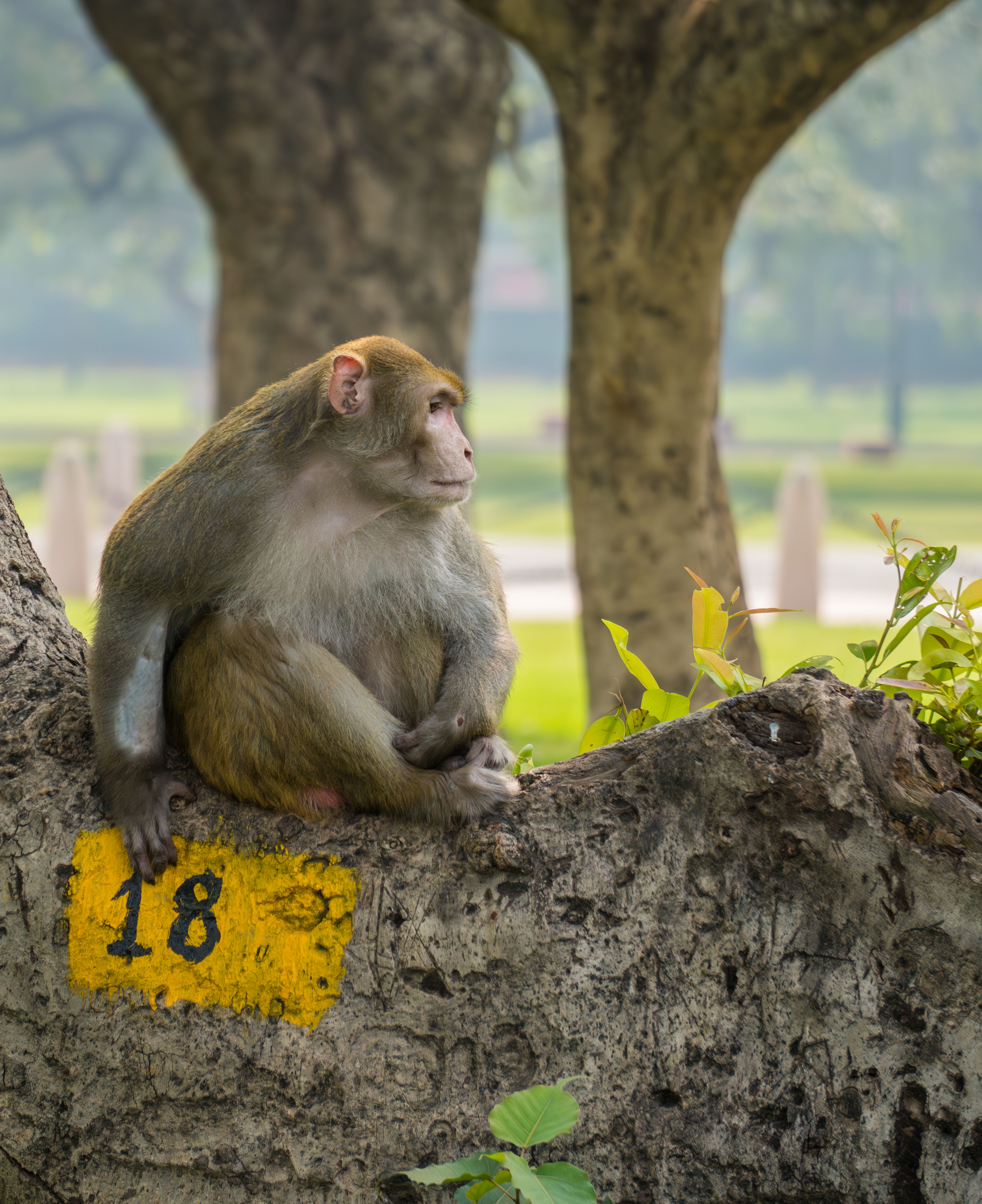 Rhesus Macaque Sitting on Park Tree with Number · Free Stock Photo