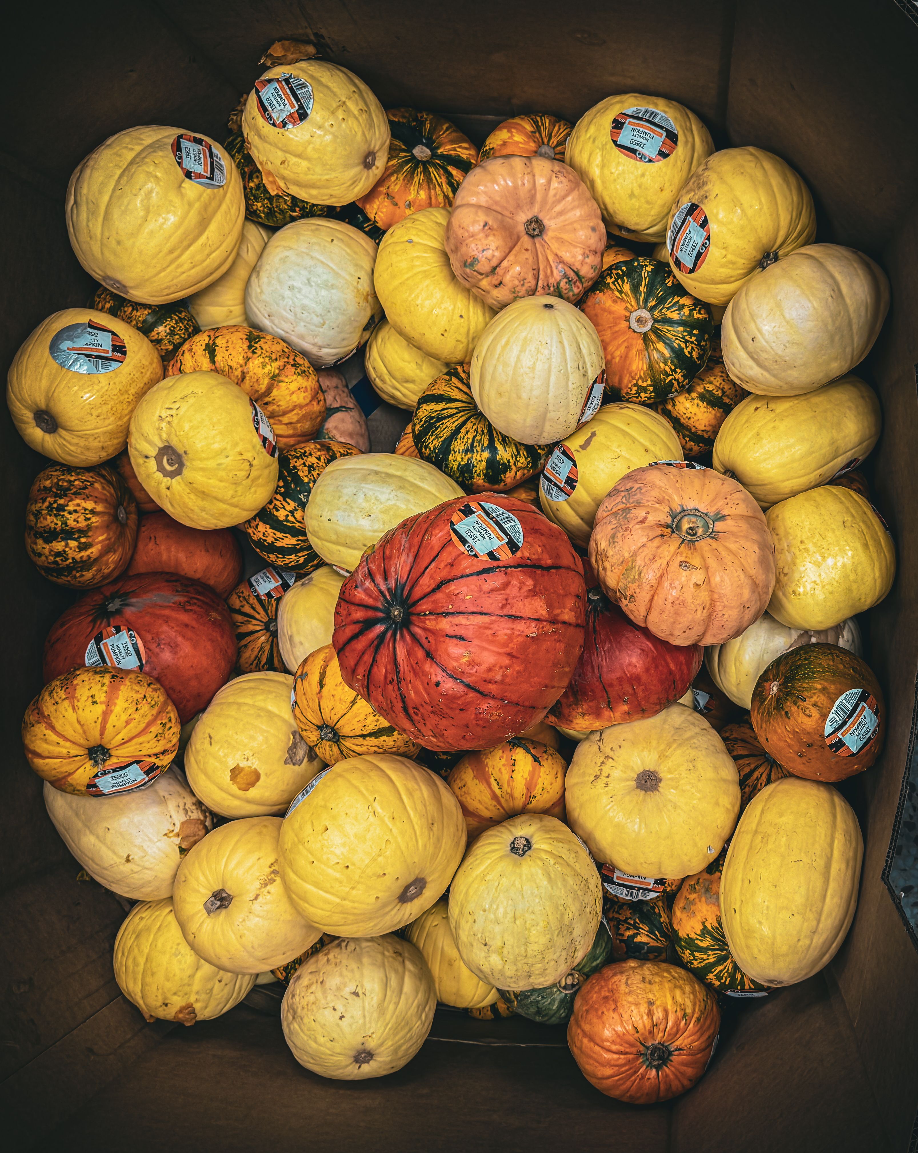 Assorted Pumpkins and Squashes in Cardboard Box · Free Stock Photo