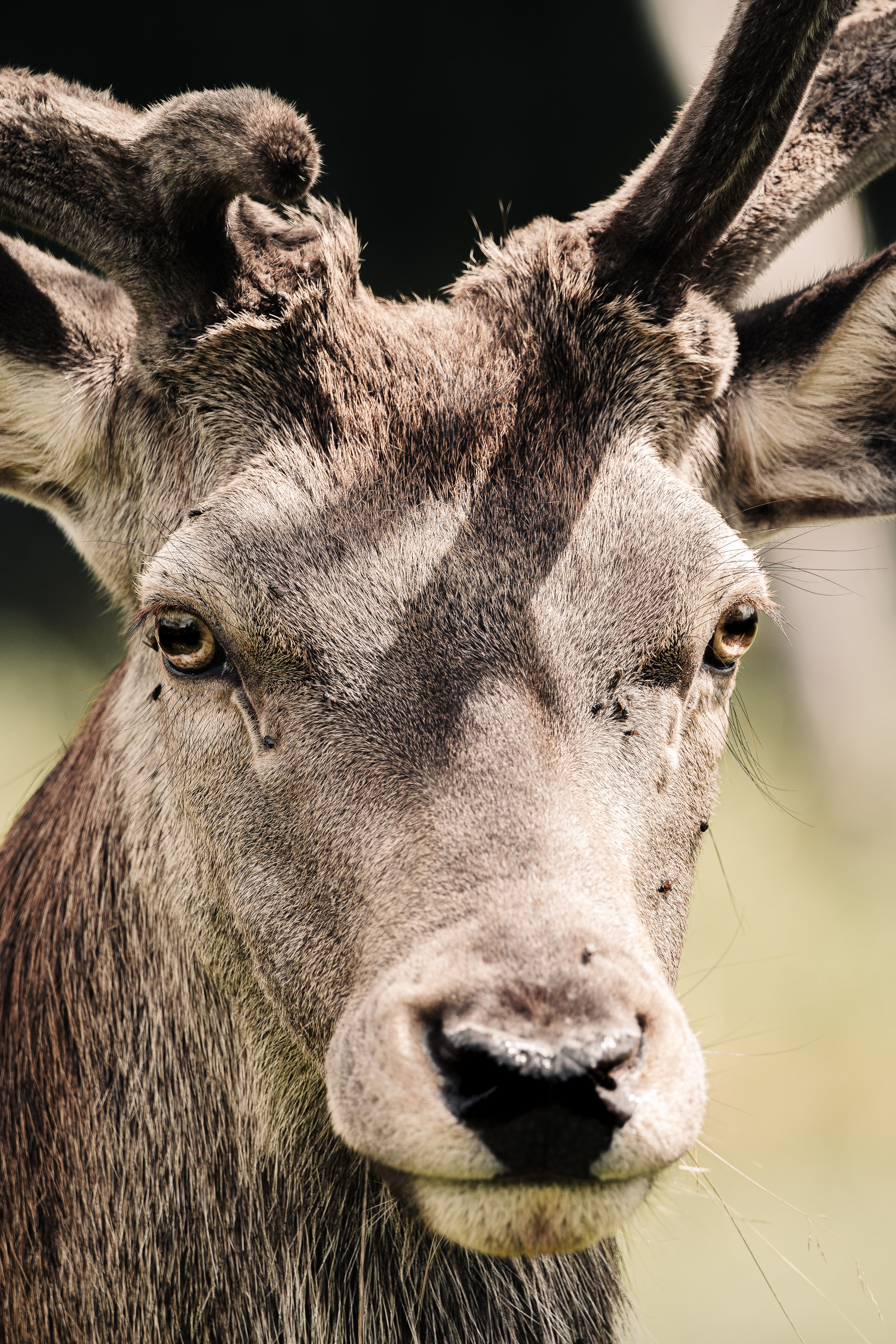Wild Animal Portrait Photos, Download The BEST Free Wild Animal ...