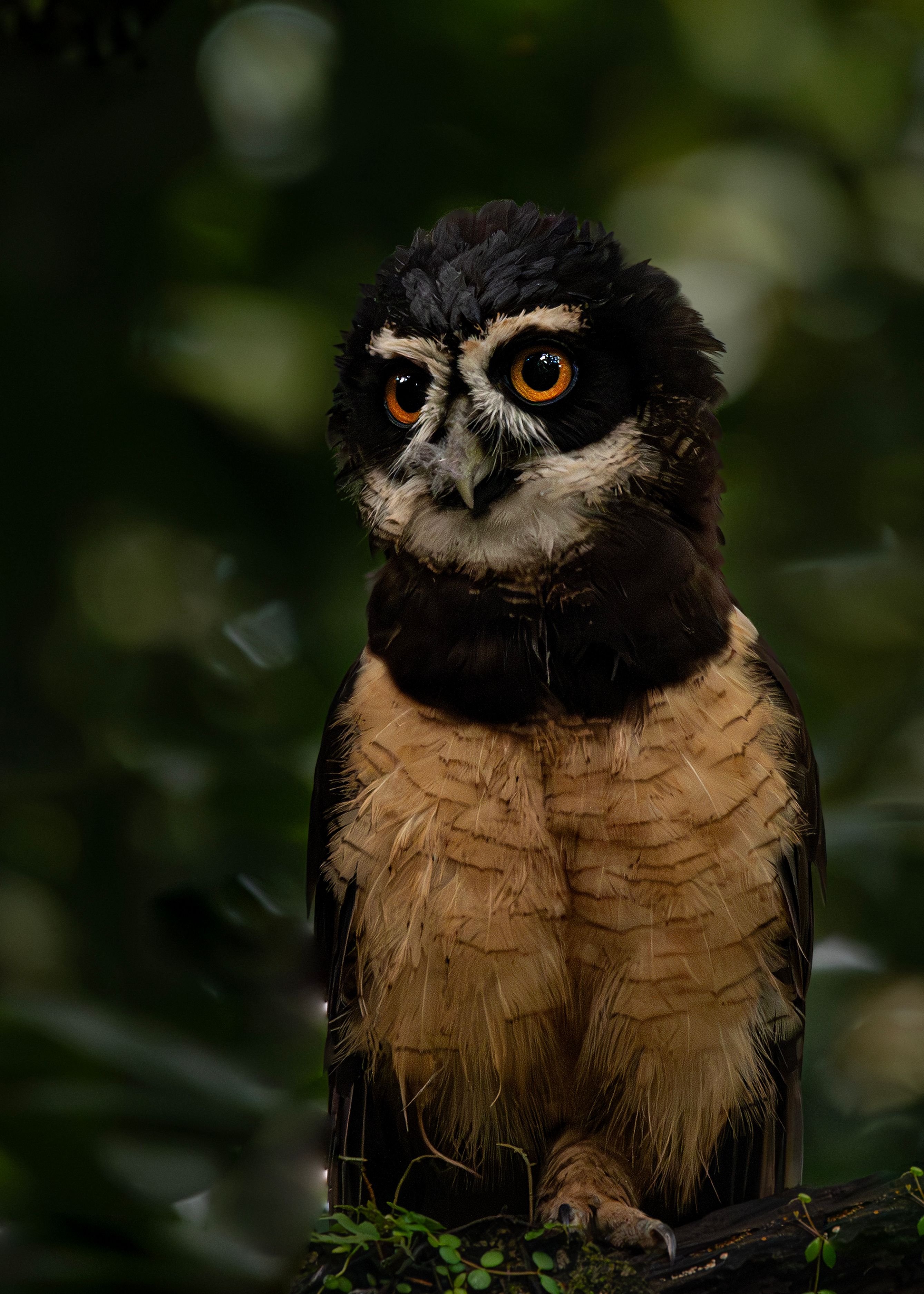 Striking Portrait of a Spectacled Owl · Free Stock Photo