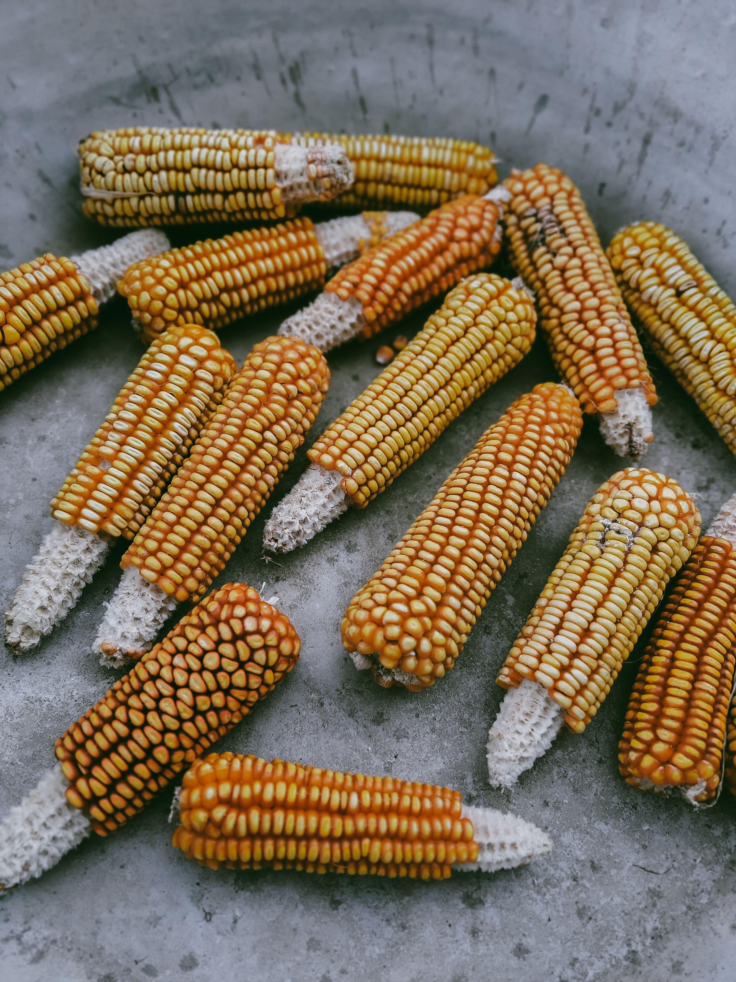 Harvested Corn Cobs on Gray Background · Free Stock Photo