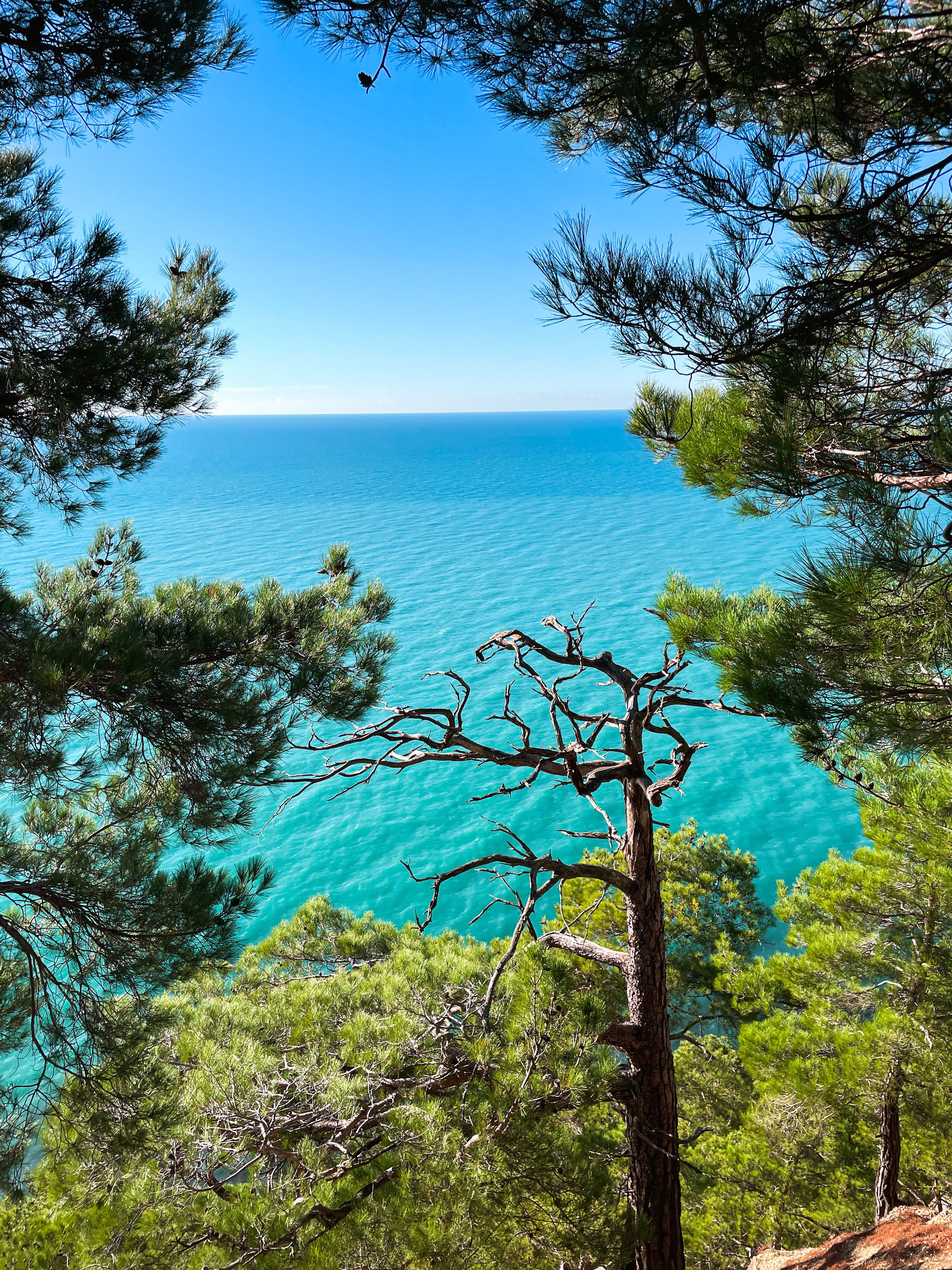 Scenic Coastal View Through Pine Trees · Free Stock Photo