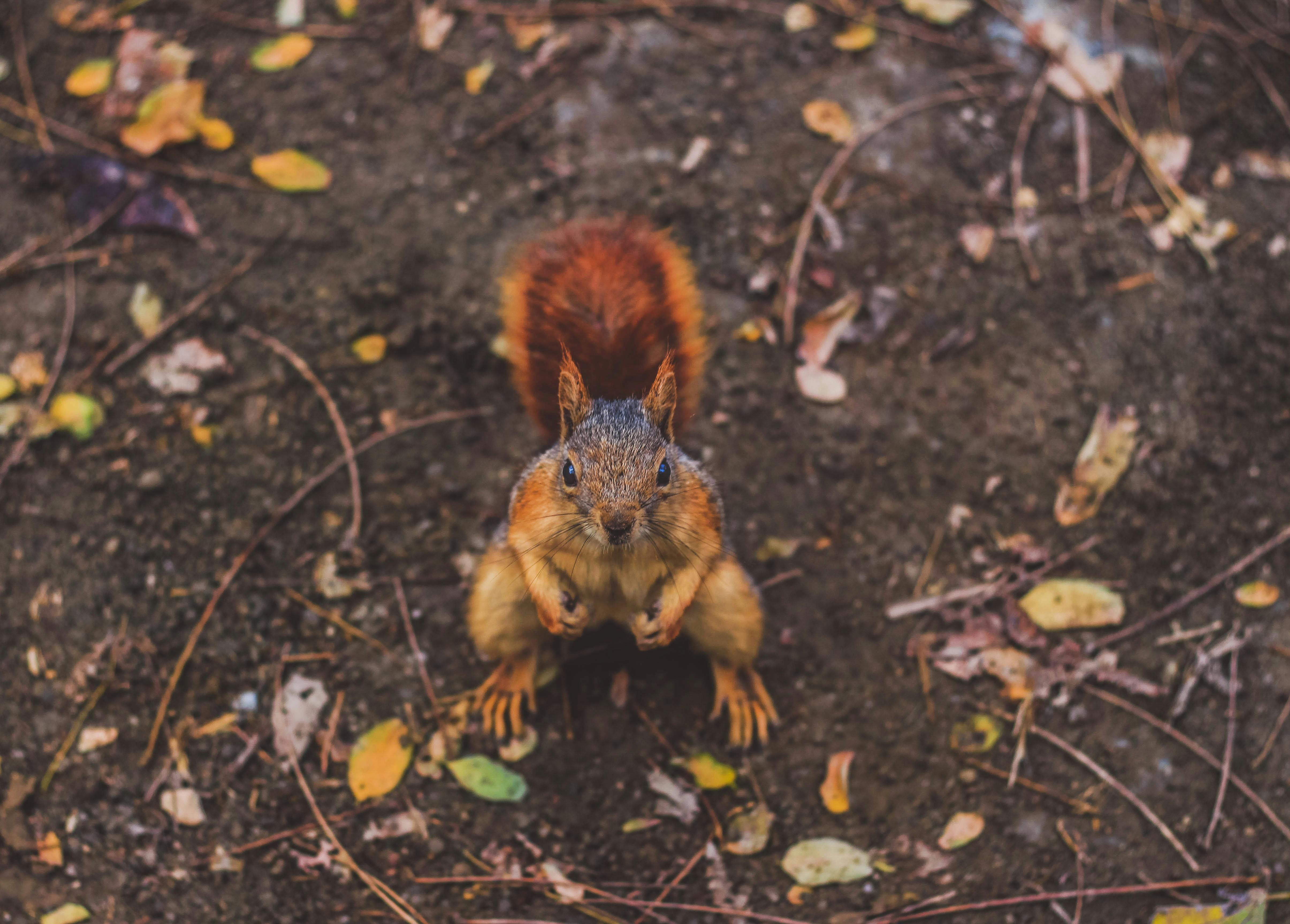 Red Squirrel Photos, Download The BEST Free Red Squirrel Stock Photos ...