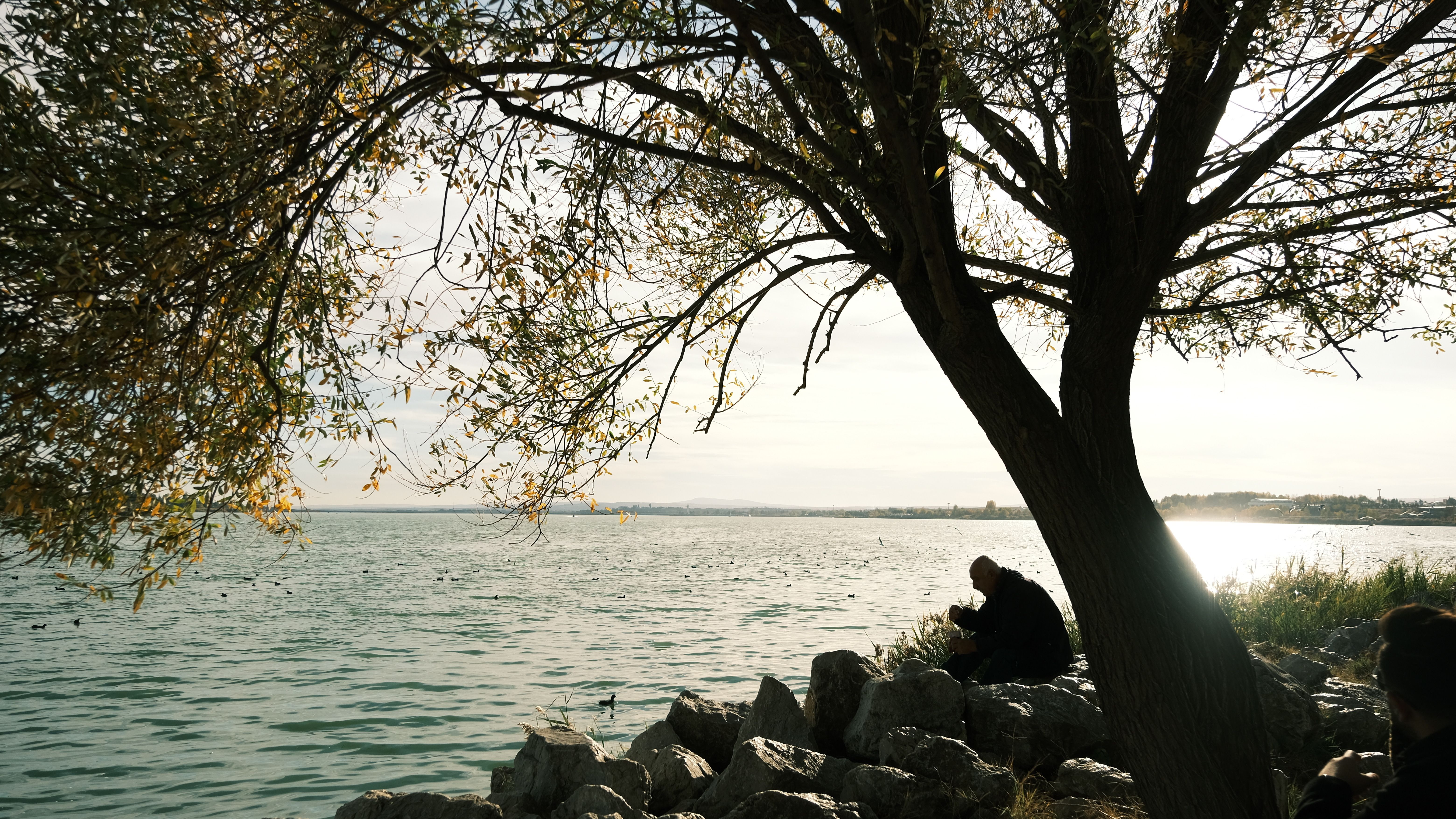 Serene Lakeside View Under a Shady Tree · Free Stock Photo
