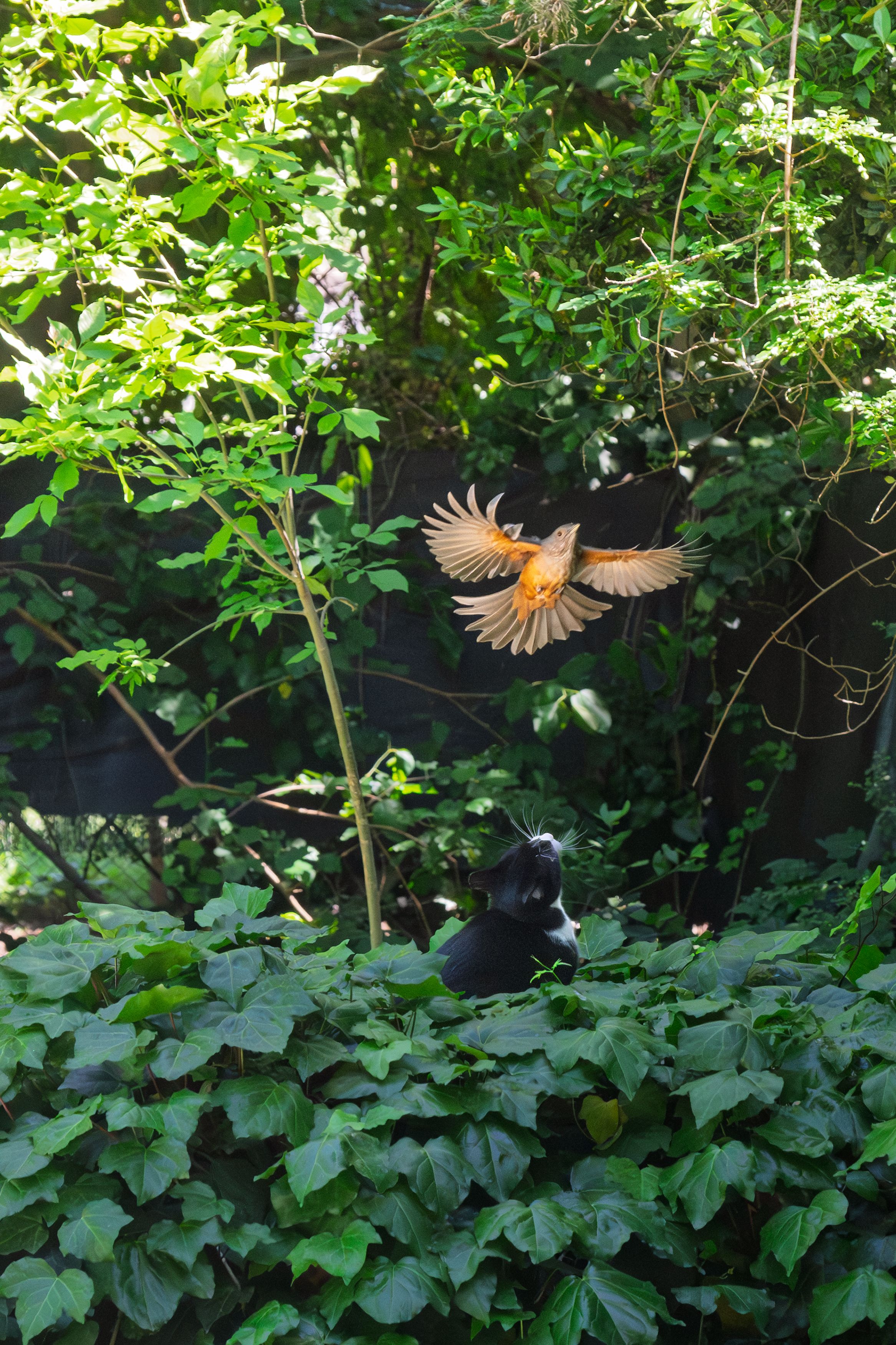 Cat Playfully Chasing Bird in Lush Garden · Free Stock Photo
