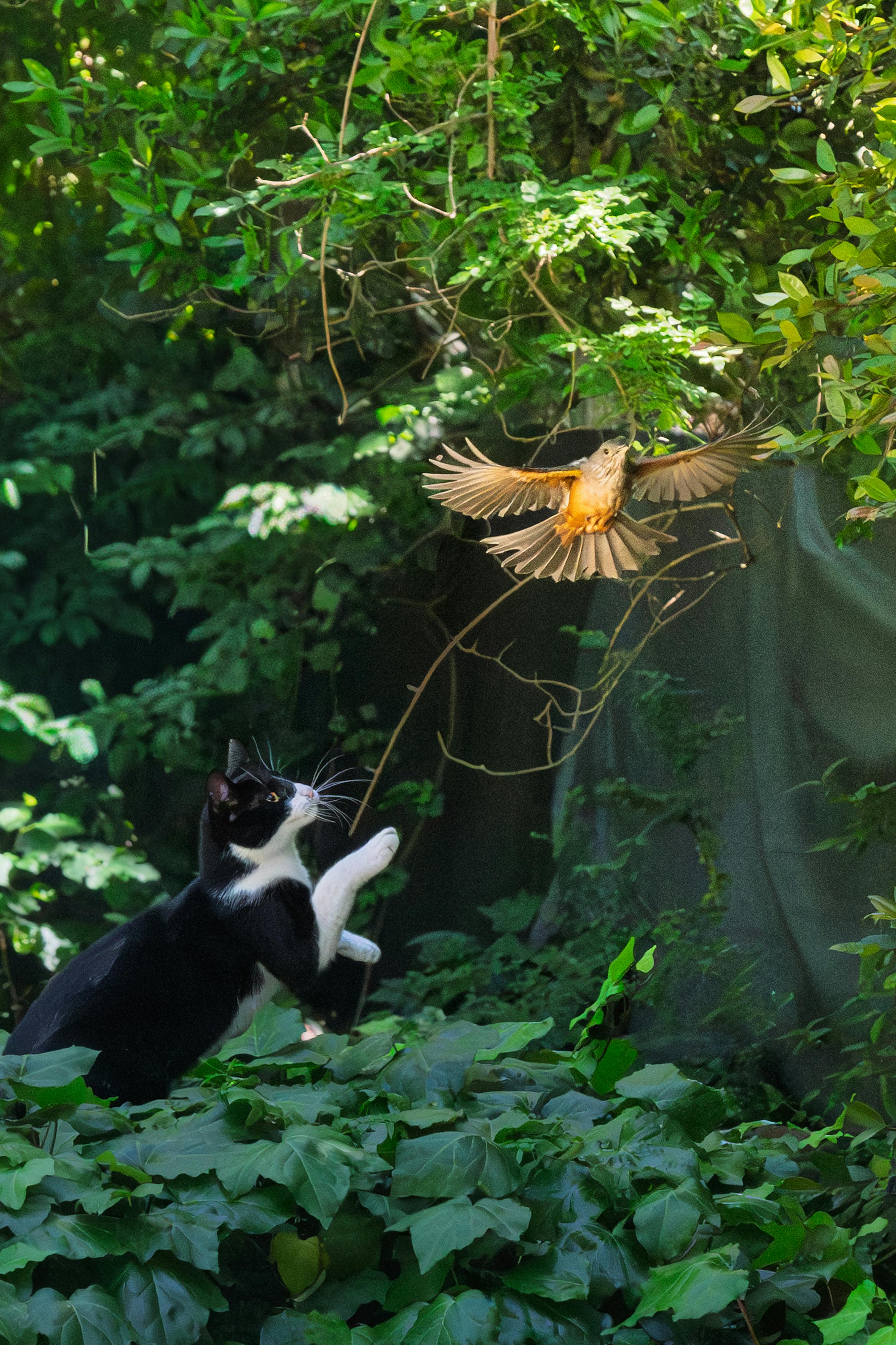 Beluga Cat Photos, Download The BEST Free Beluga Cat Stock Photos & HD ...