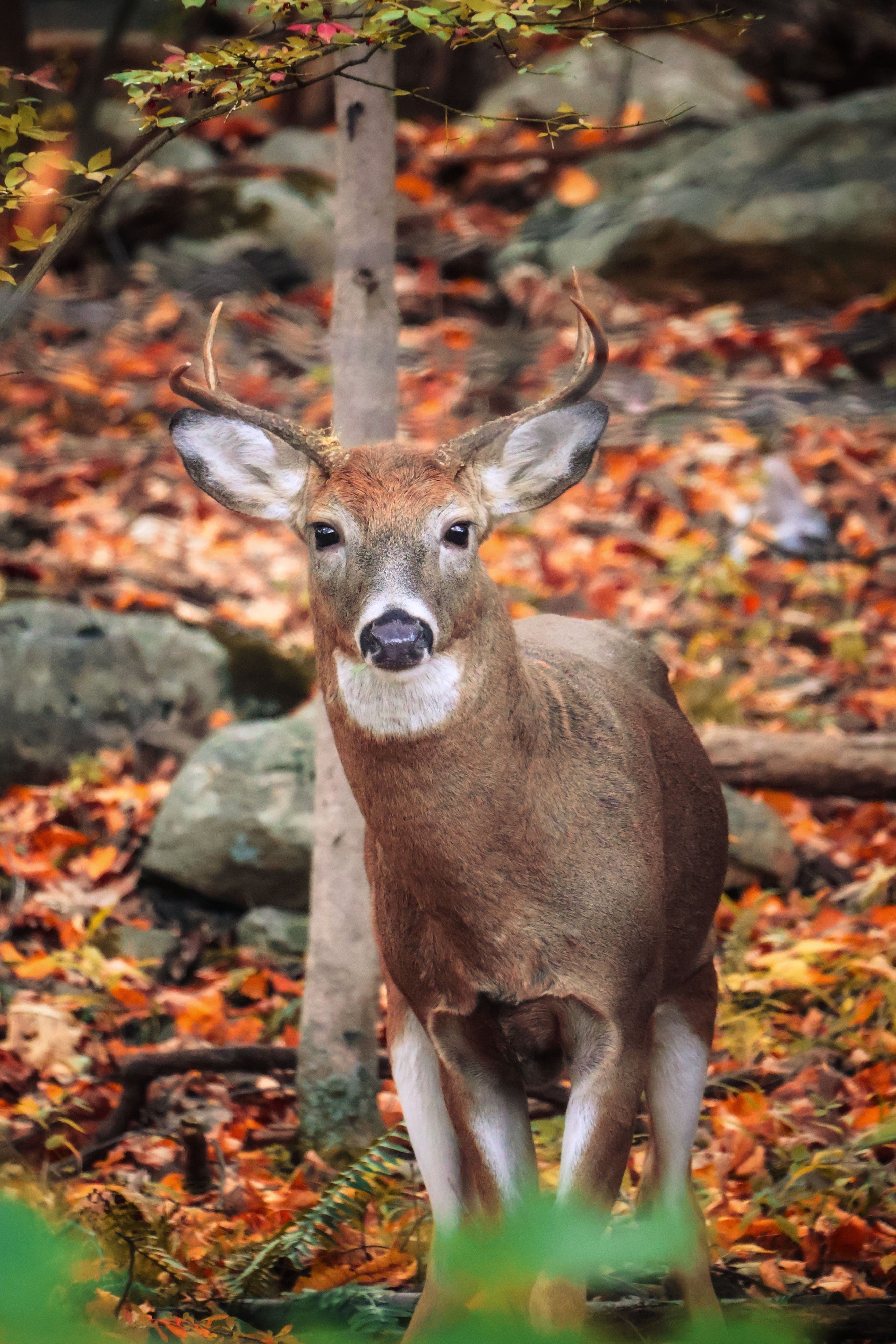 Majestic Whitetail Deer in Autumn Forest · Free Stock Photo