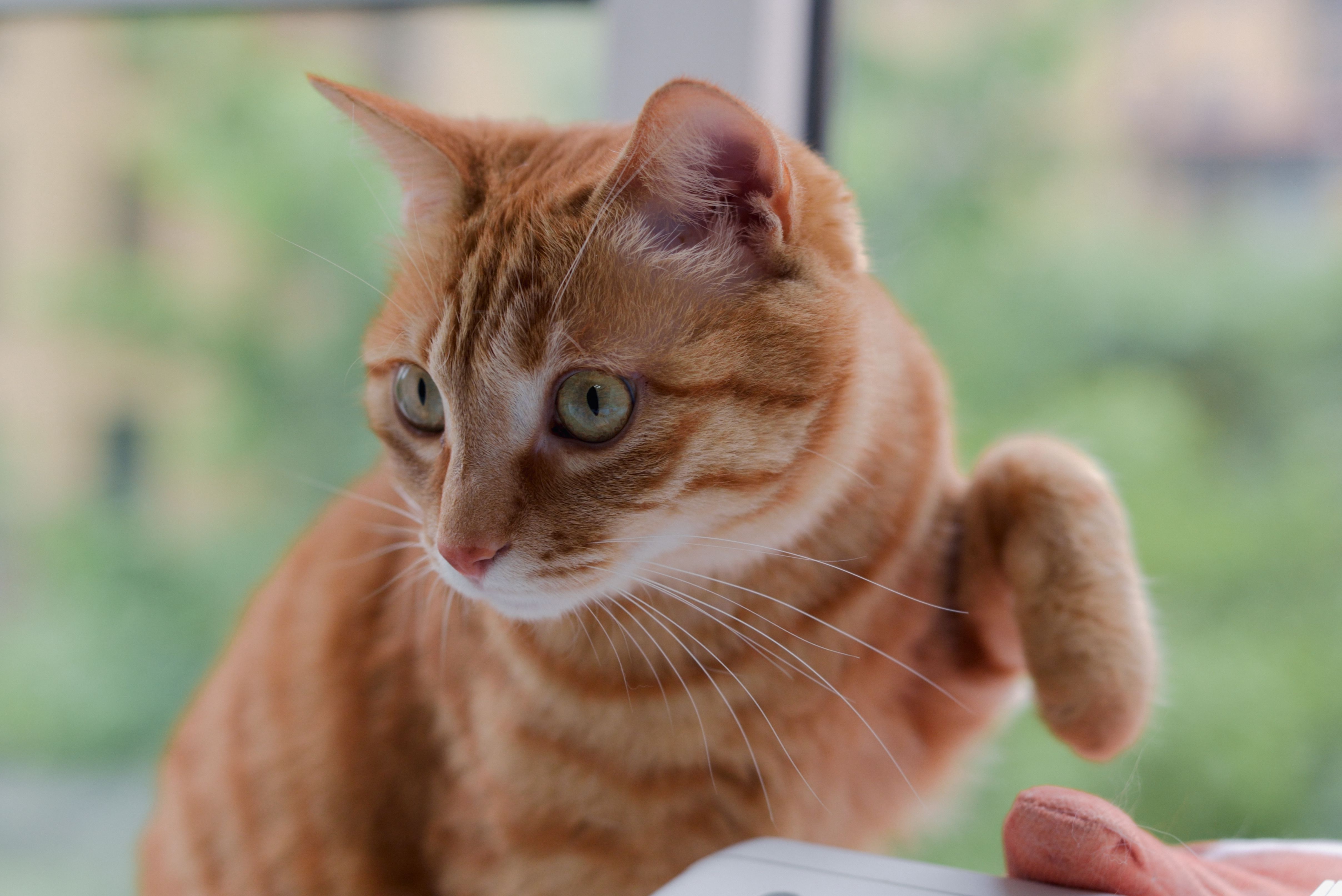 Korean Cat Photos, Download The BEST Free Korean Cat Stock Photos & HD ...