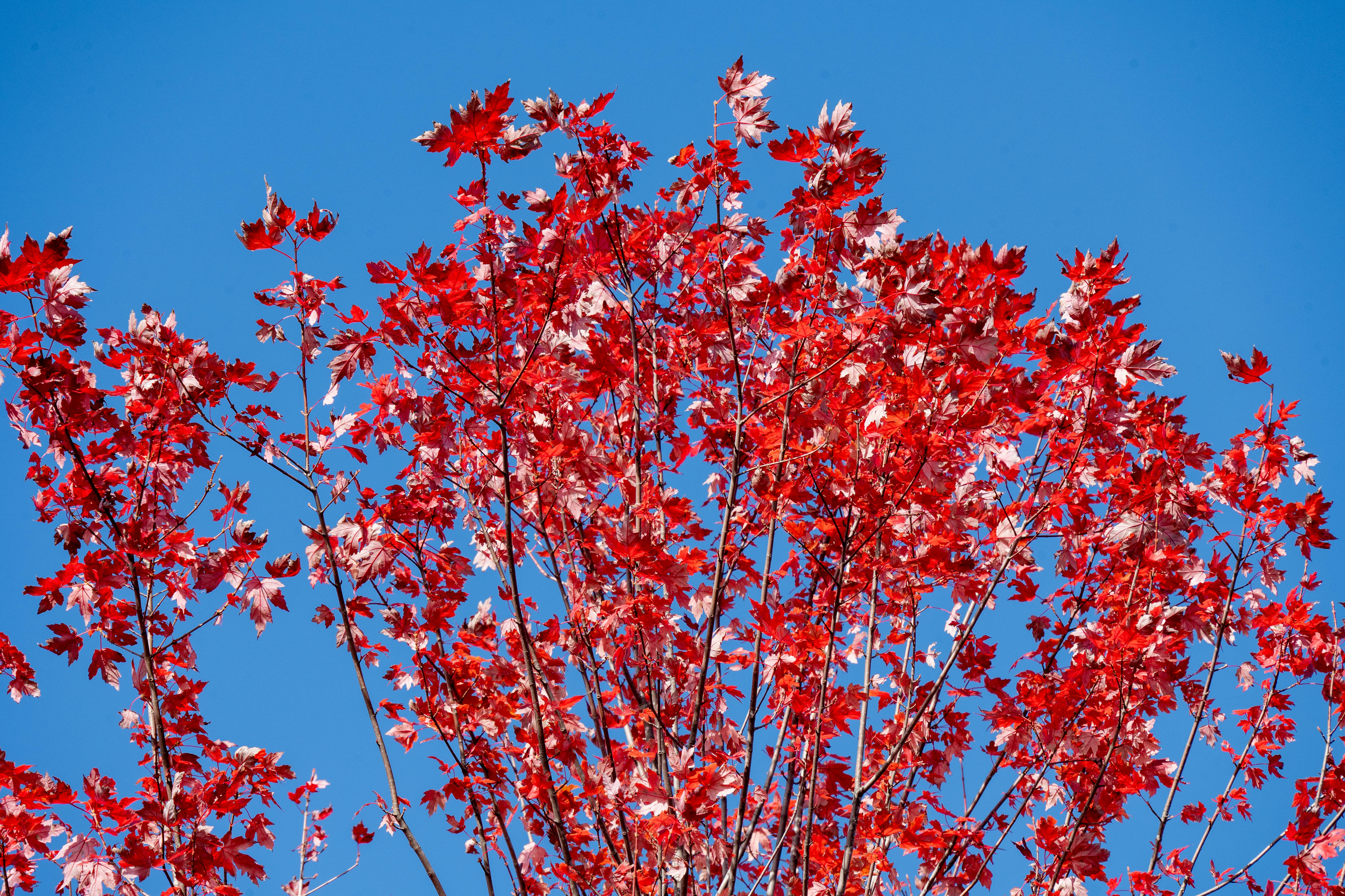 Pubmat Backgrounds Photos, Download The BEST Free Pubmat Backgrounds ...