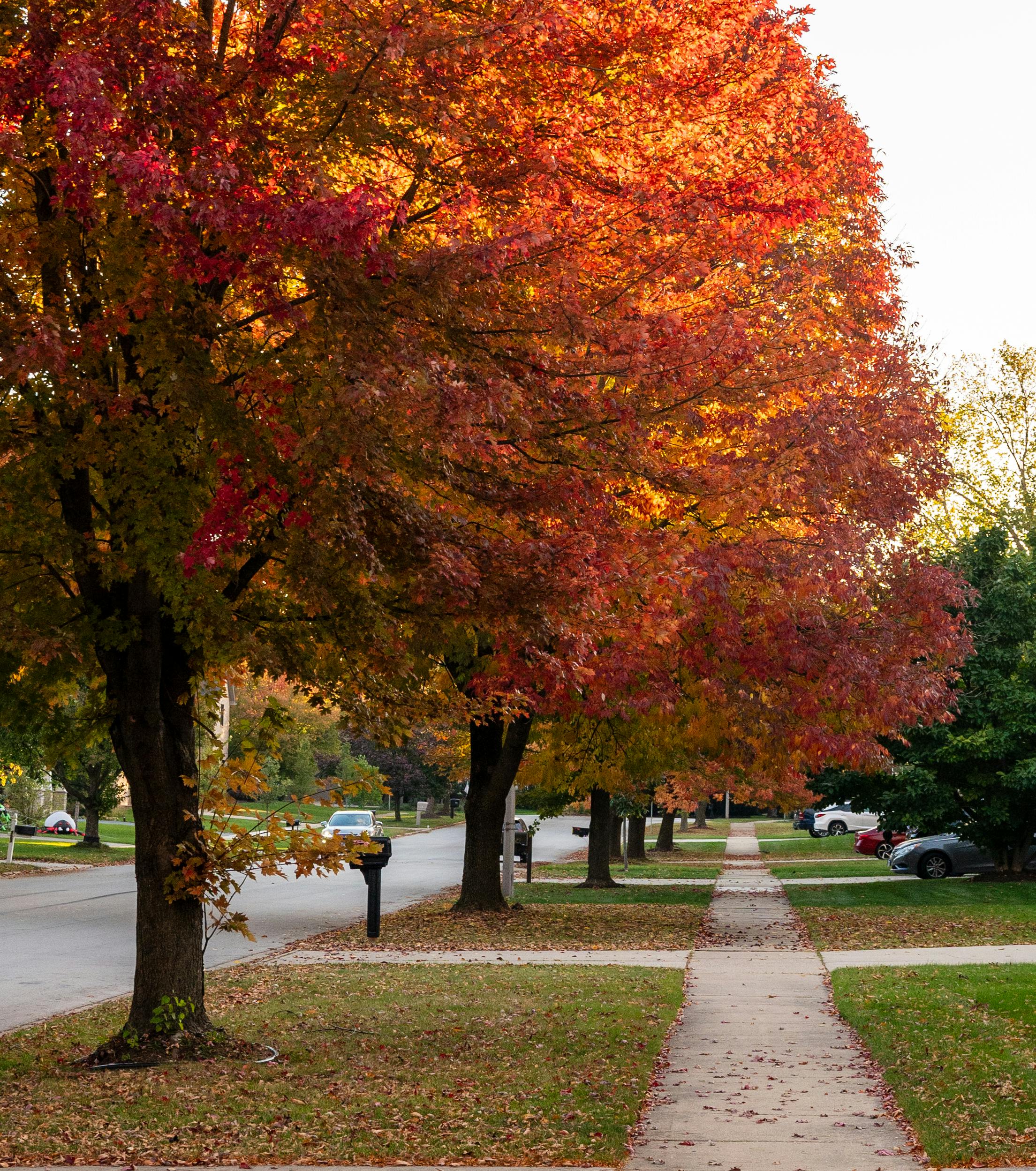 Vibrant Autumn Street with Colorful Trees · Free Stock Photo