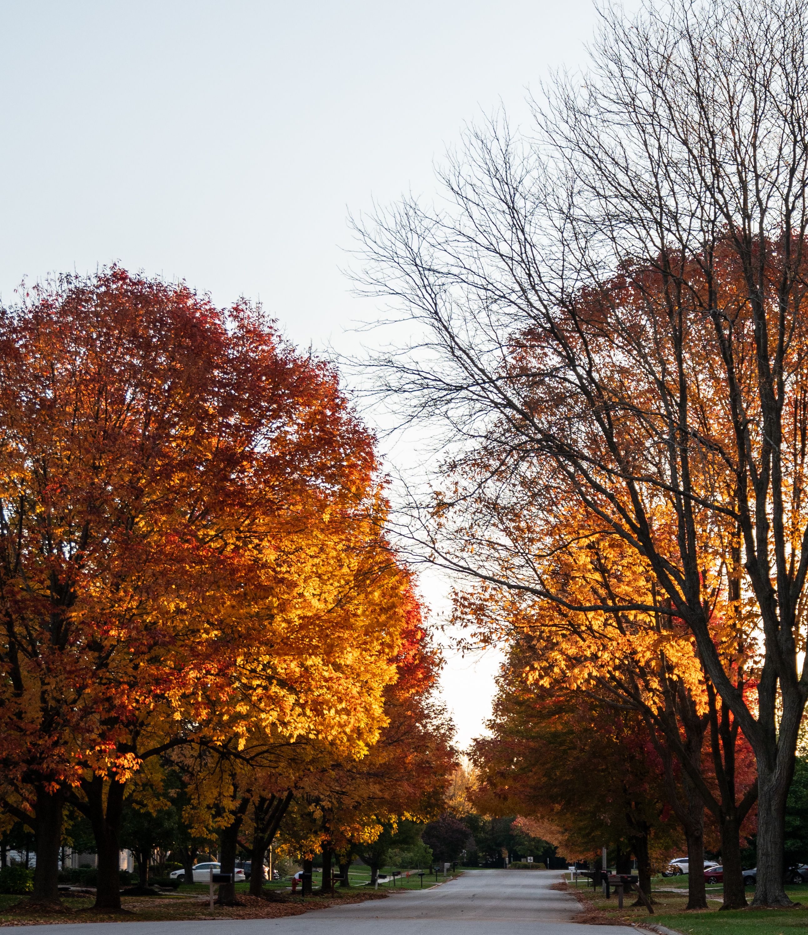 Vibrant Autumn Trees Lining a Suburban Street · Free Stock Photo