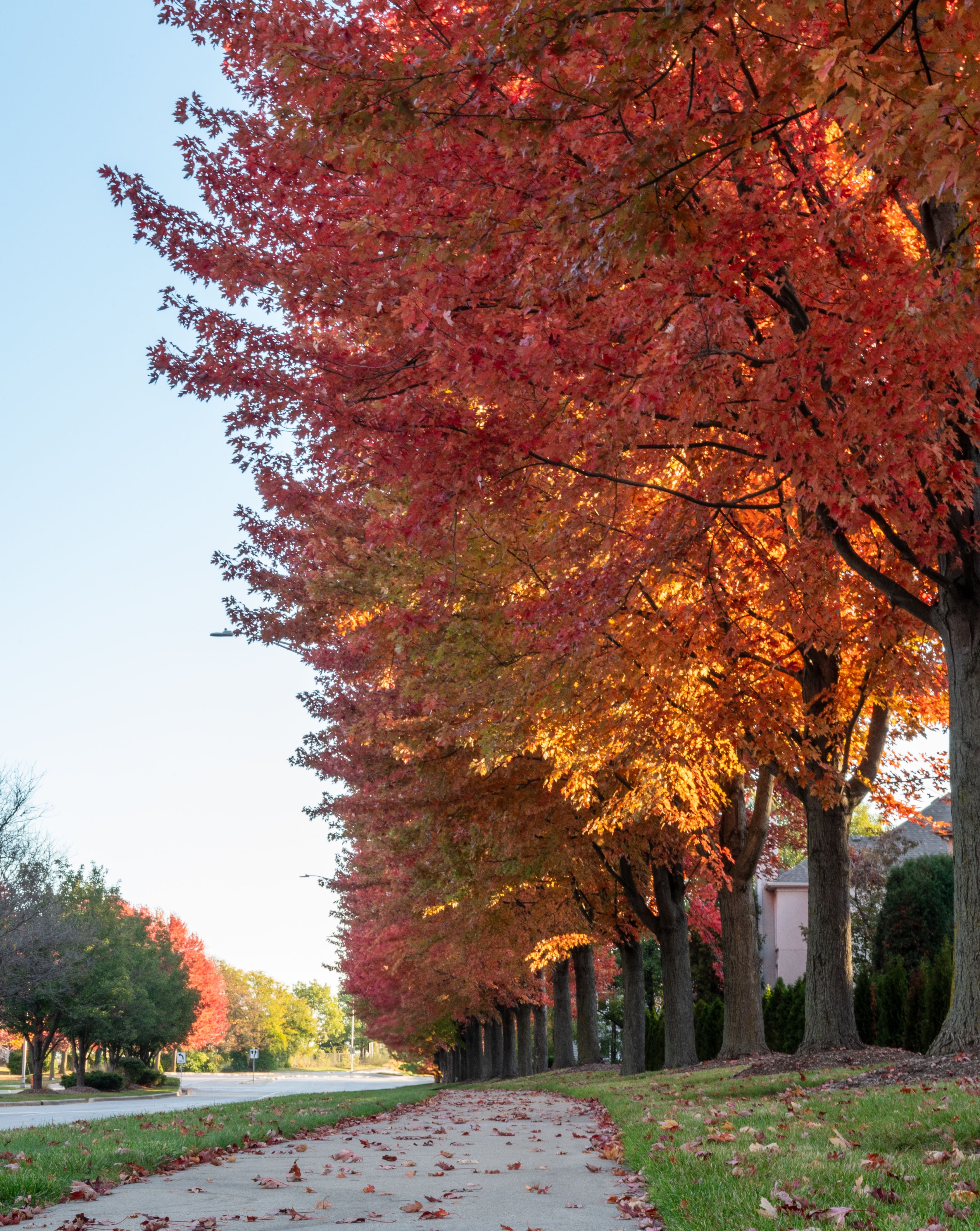 Vibrant Autumn Trees Lining a Suburban Street · Free Stock Photo