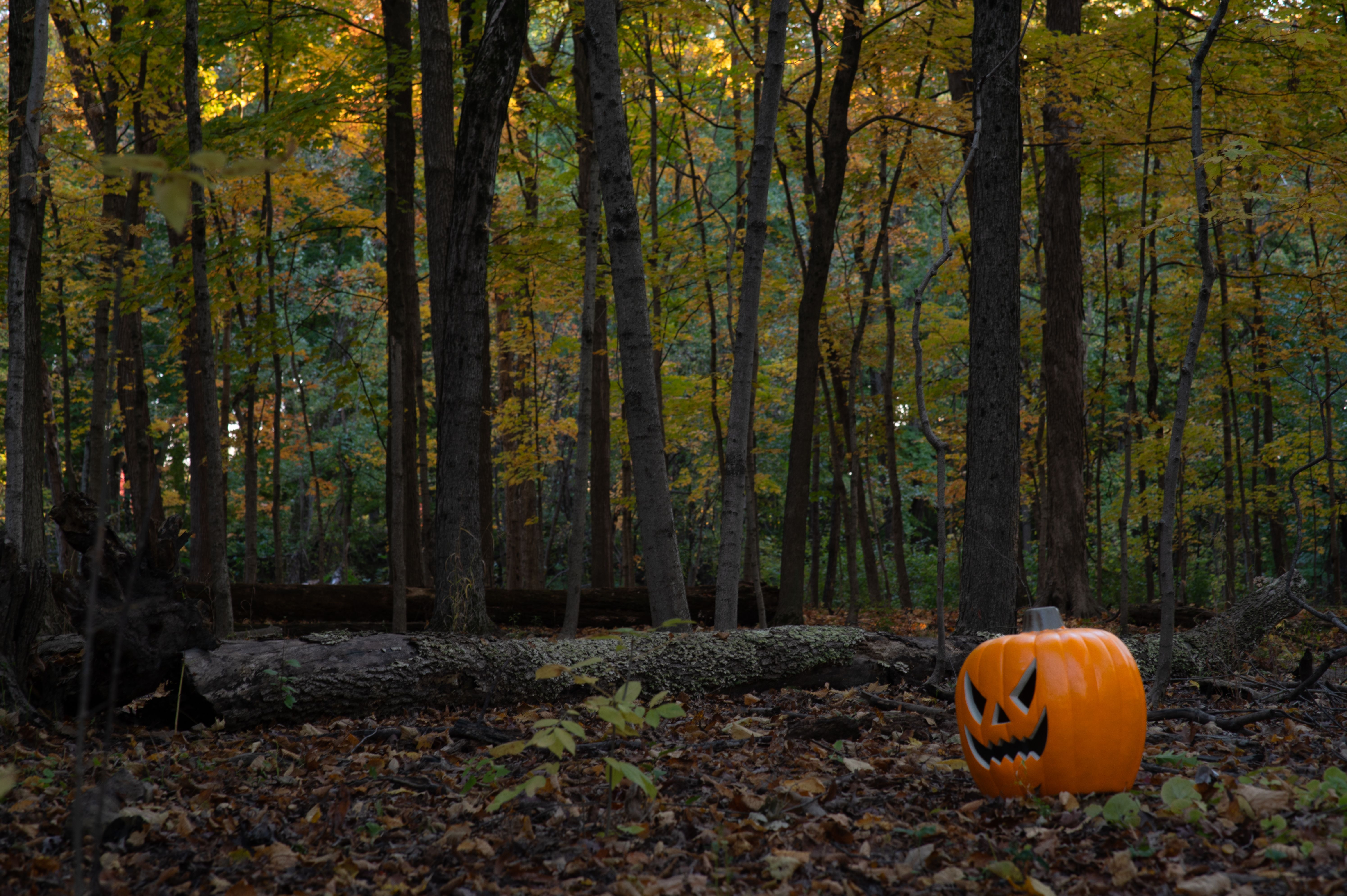 Autumn Pumpkin Photos, Download The BEST Free Autumn Pumpkin Stock ...