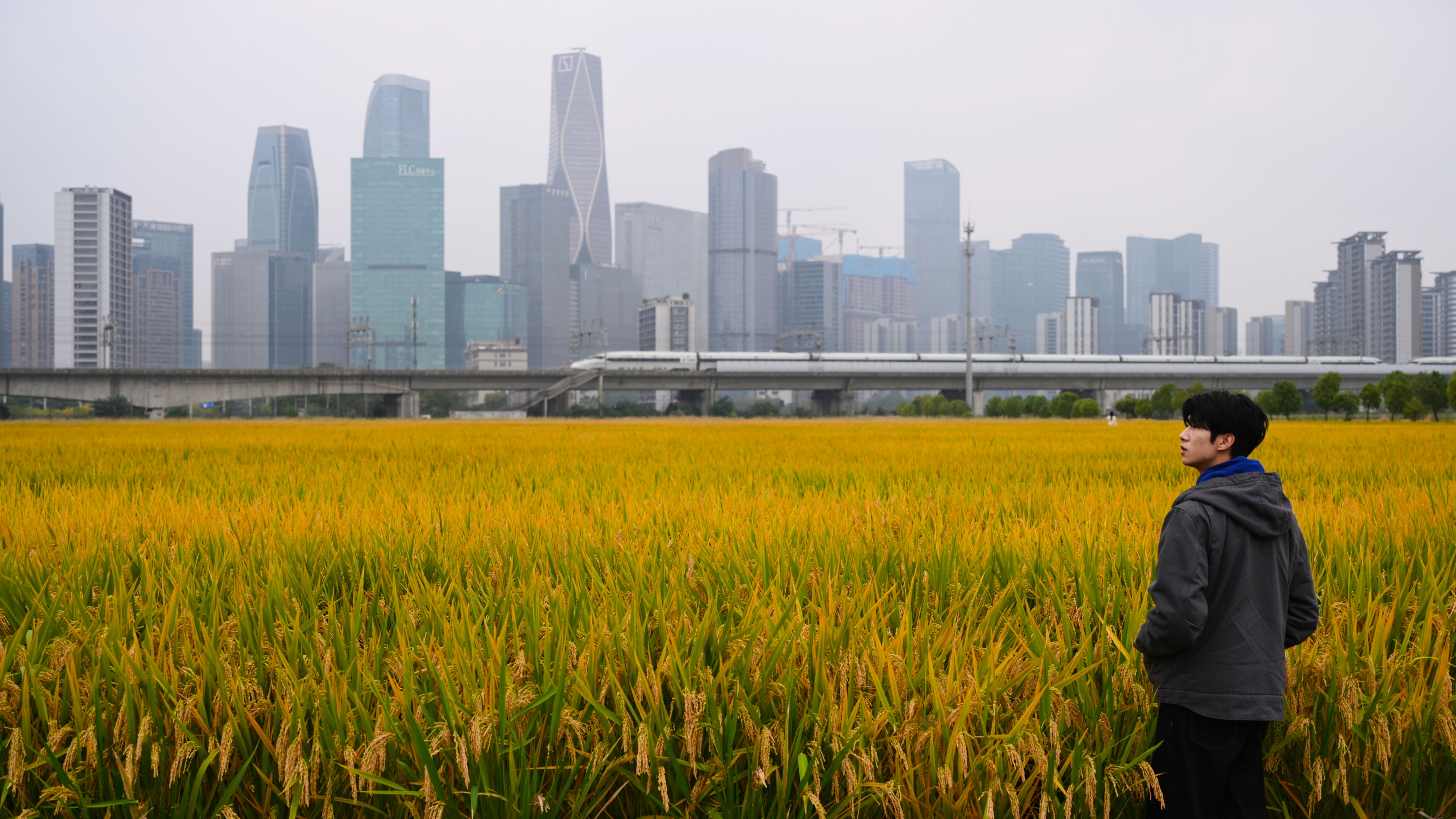 Urban skyline behind golden rice field landscape · Free Stock Photo