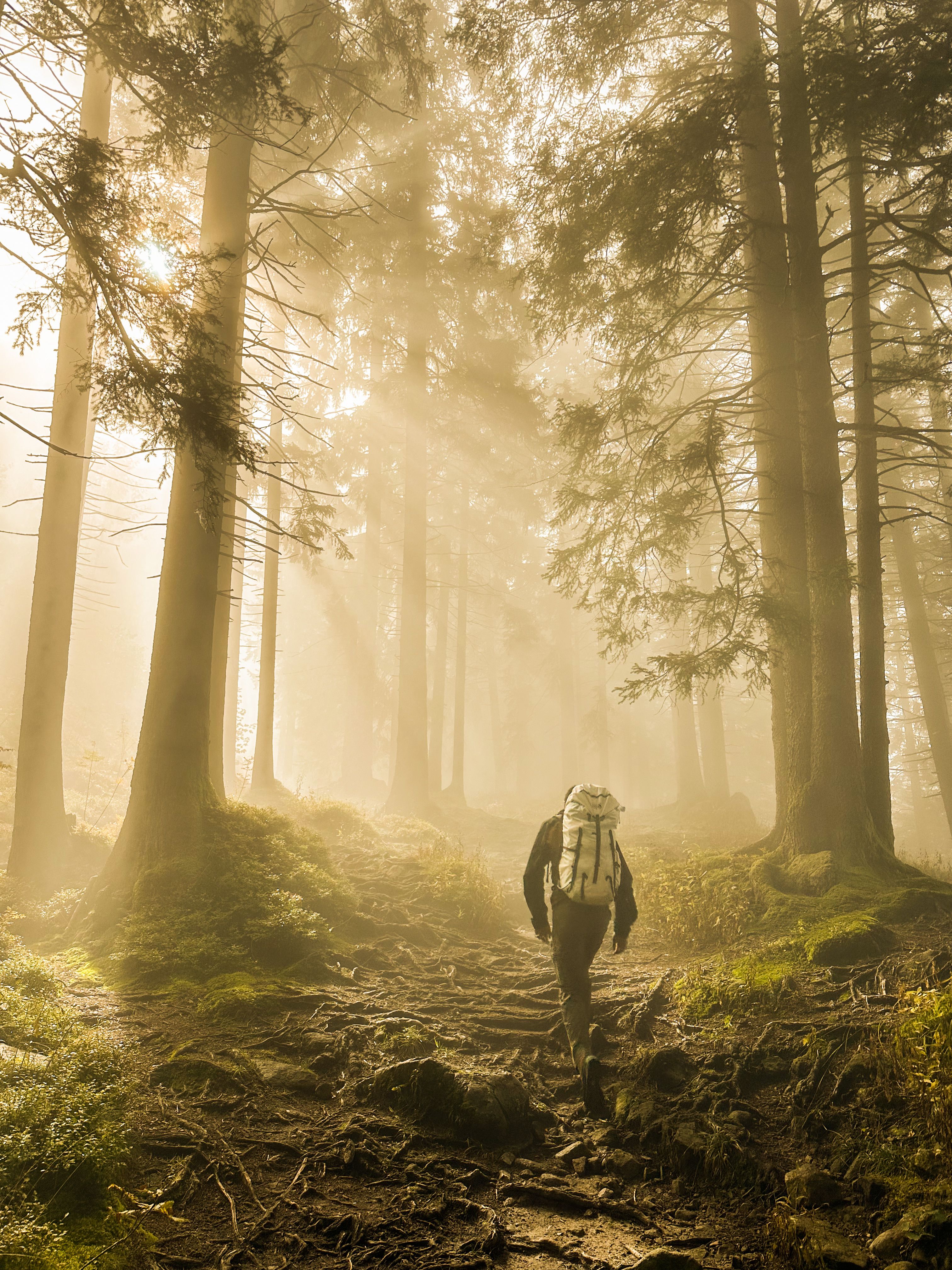 Hiker in Sunlit Forest with Backpack · Free Stock Photo