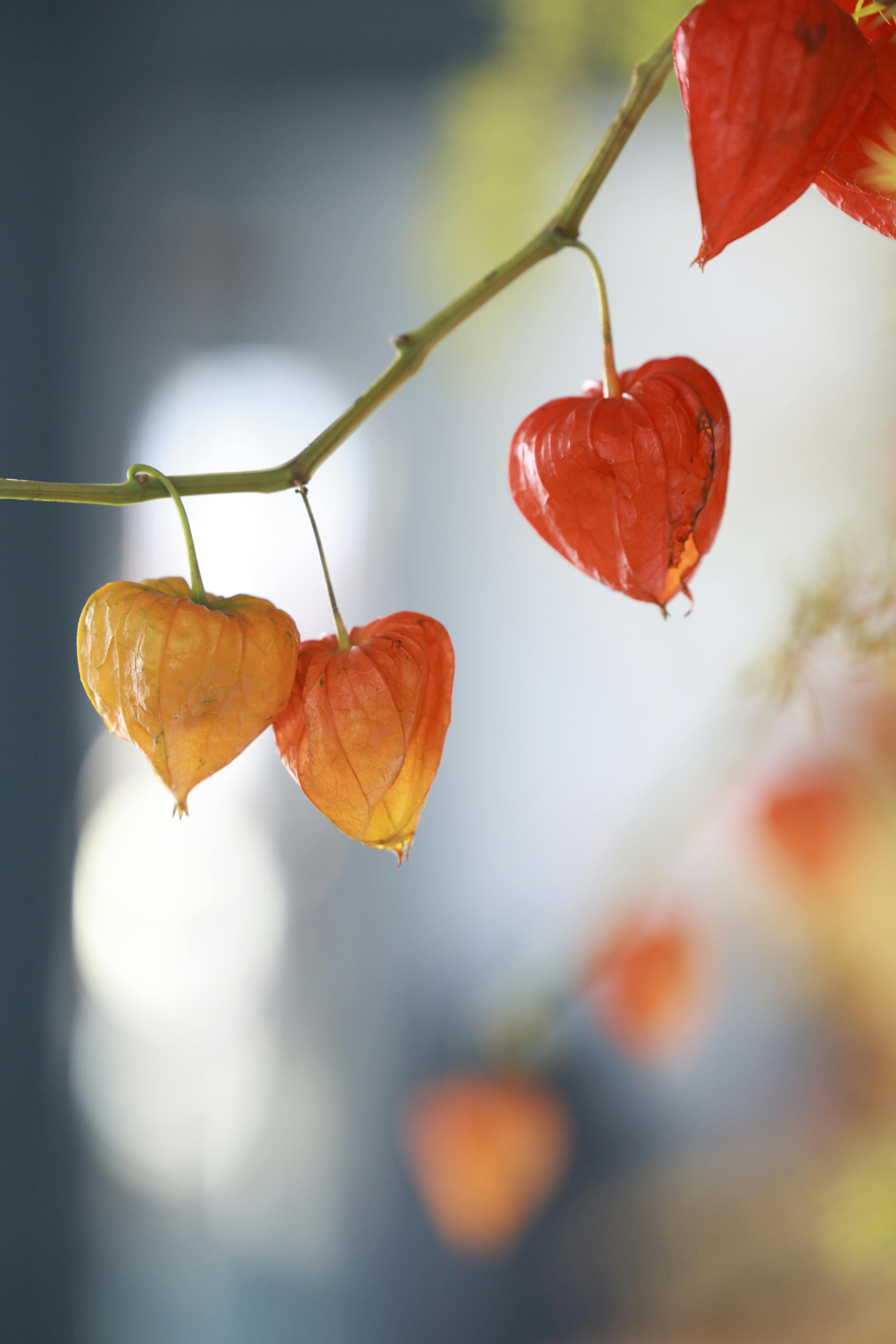 Translucent Photos, Download The BEST Free Translucent Stock Photos ...